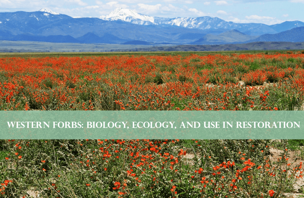 Western forbs: Biology, ecology, and use in restoration | Western Forbs