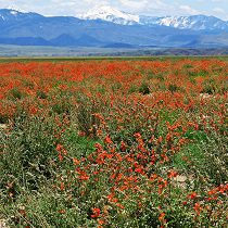 Western forbs: Biology, ecology, and use in restoration | Western Forbs