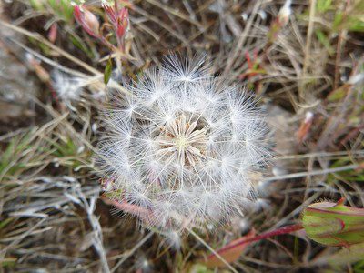 Annual agoseris (Agoseris heterophylla) | Western Forbs