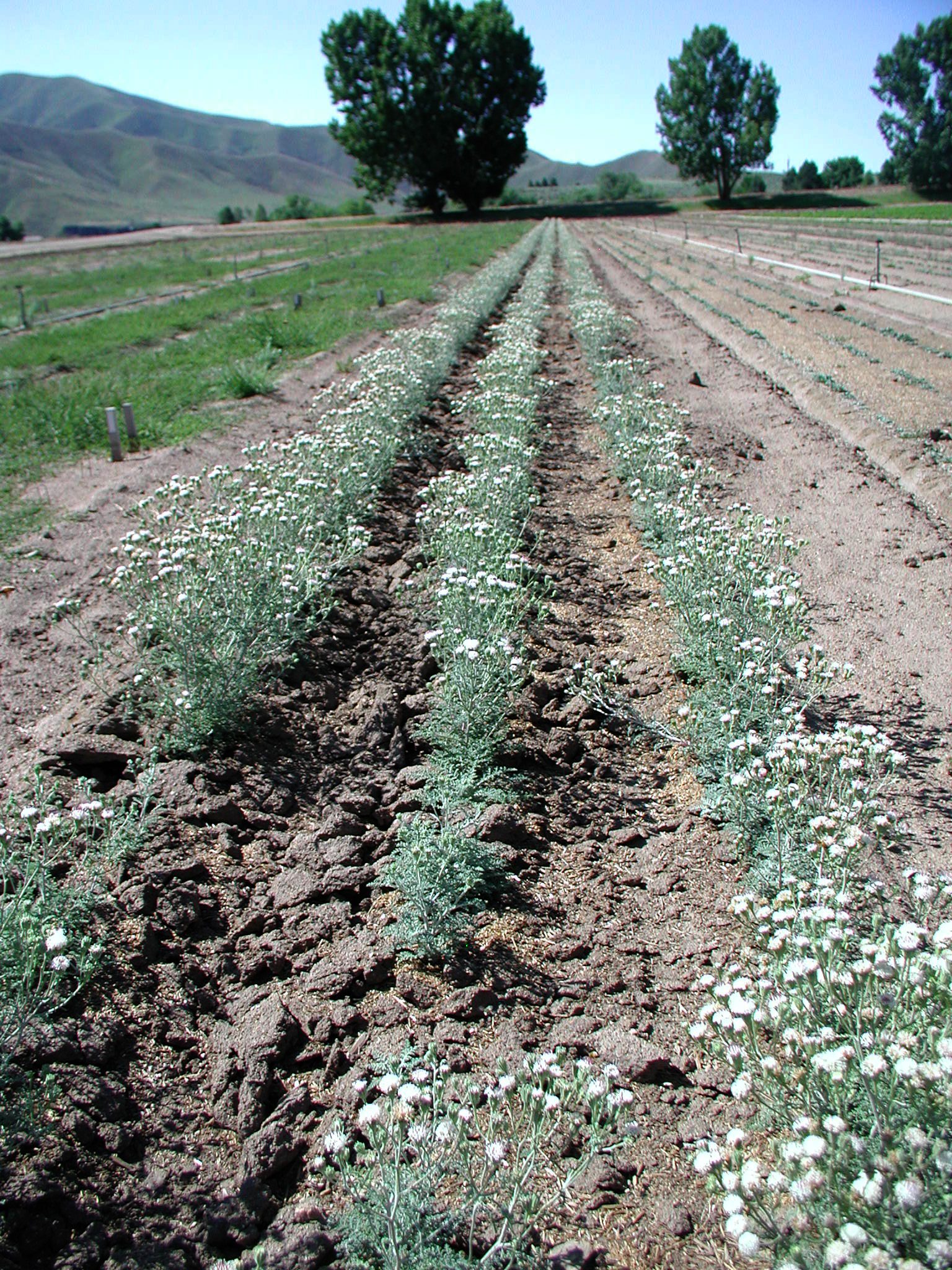 Douglas’ dustymaiden (Chaenactis douglasii) | Western Forbs