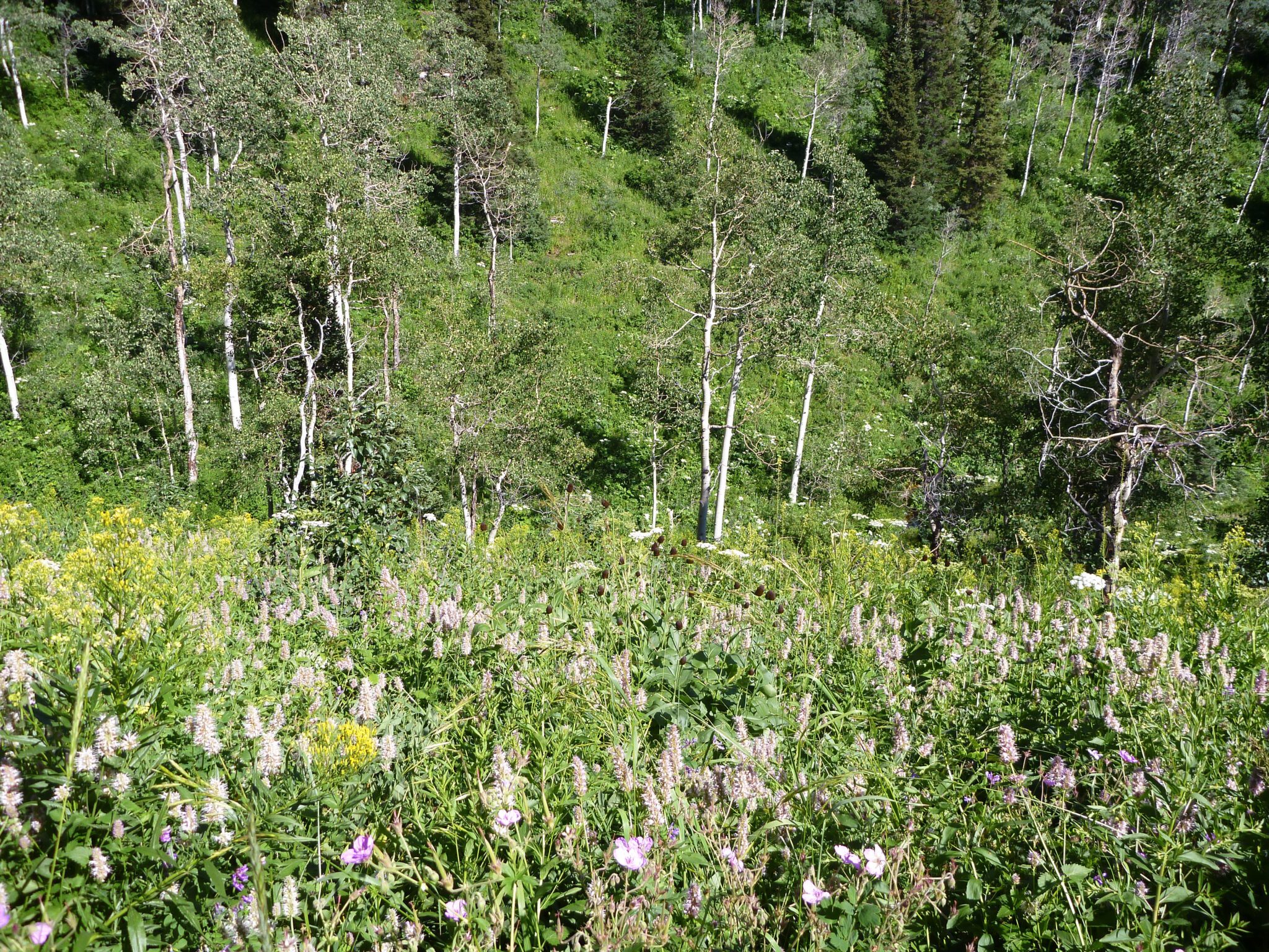 Nettleleaf giant hyssop (Agastache urticifolia) | Western Forbs