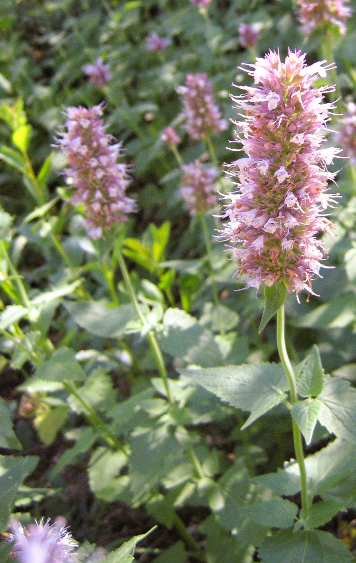 Nettleleaf giant hyssop (Agastache urticifolia) | Western Forbs