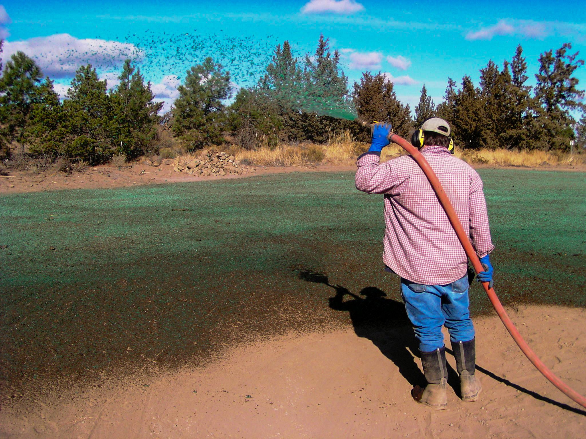 Sulphur-flower buckwheat (Eriogonum umbellatum) | Western Forbs