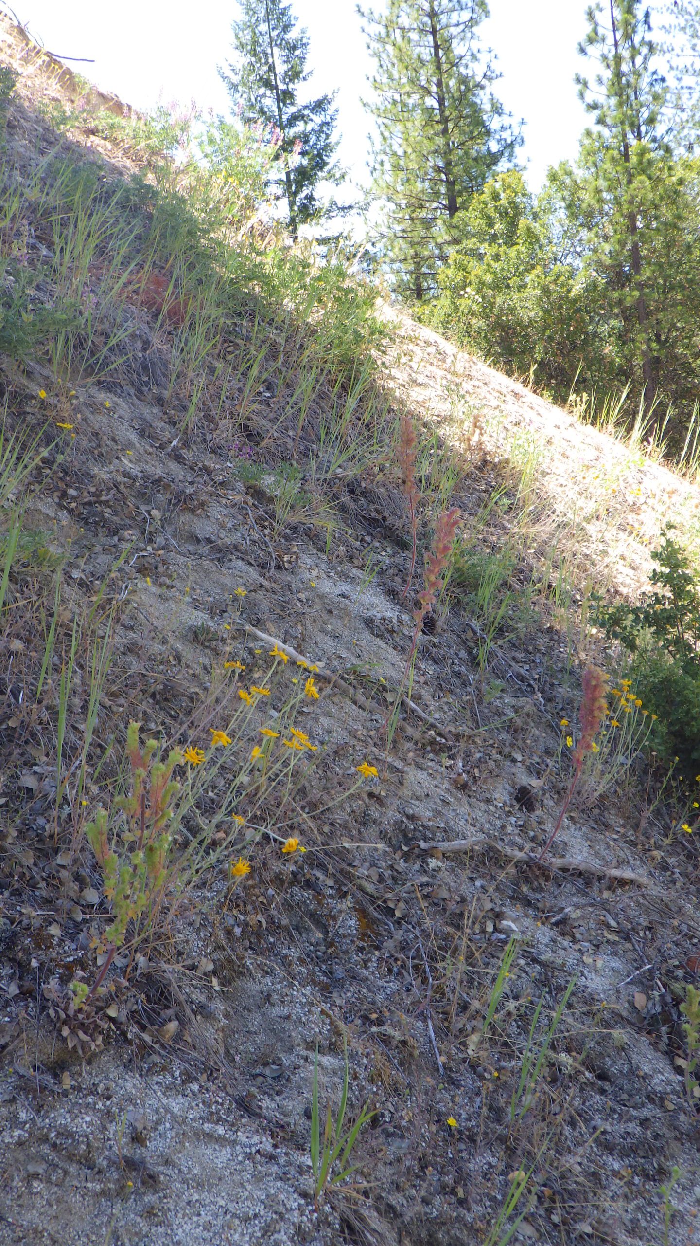 Common woolly sunflower (Eriophyllum lanatum) | Western Forbs