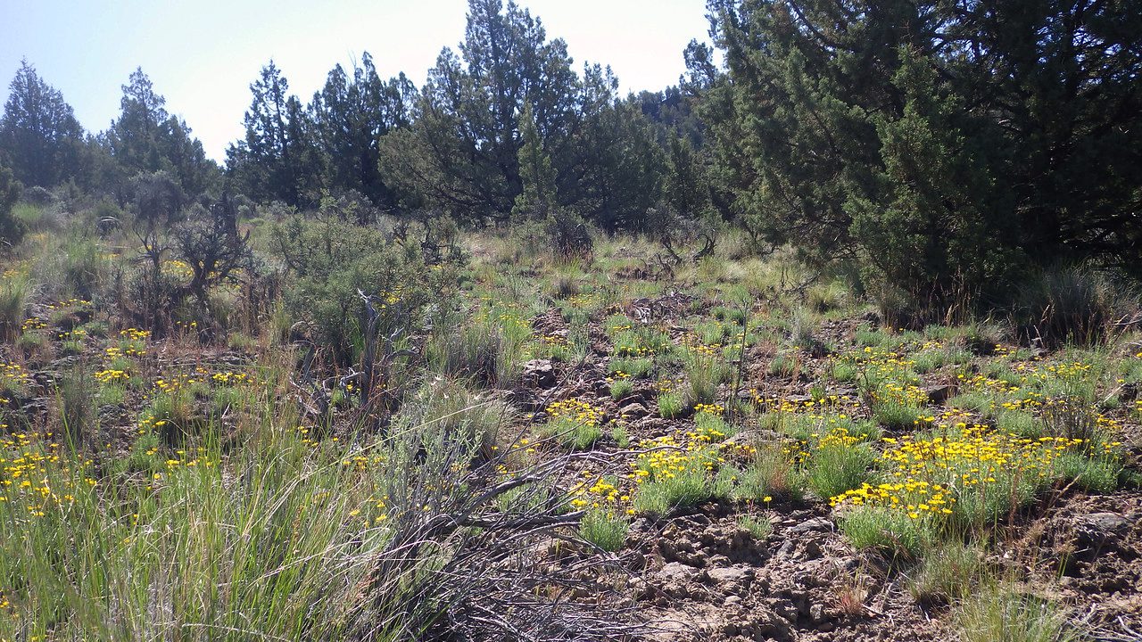 Desert yellow fleabane (Erigeron linearis) | Western Forbs