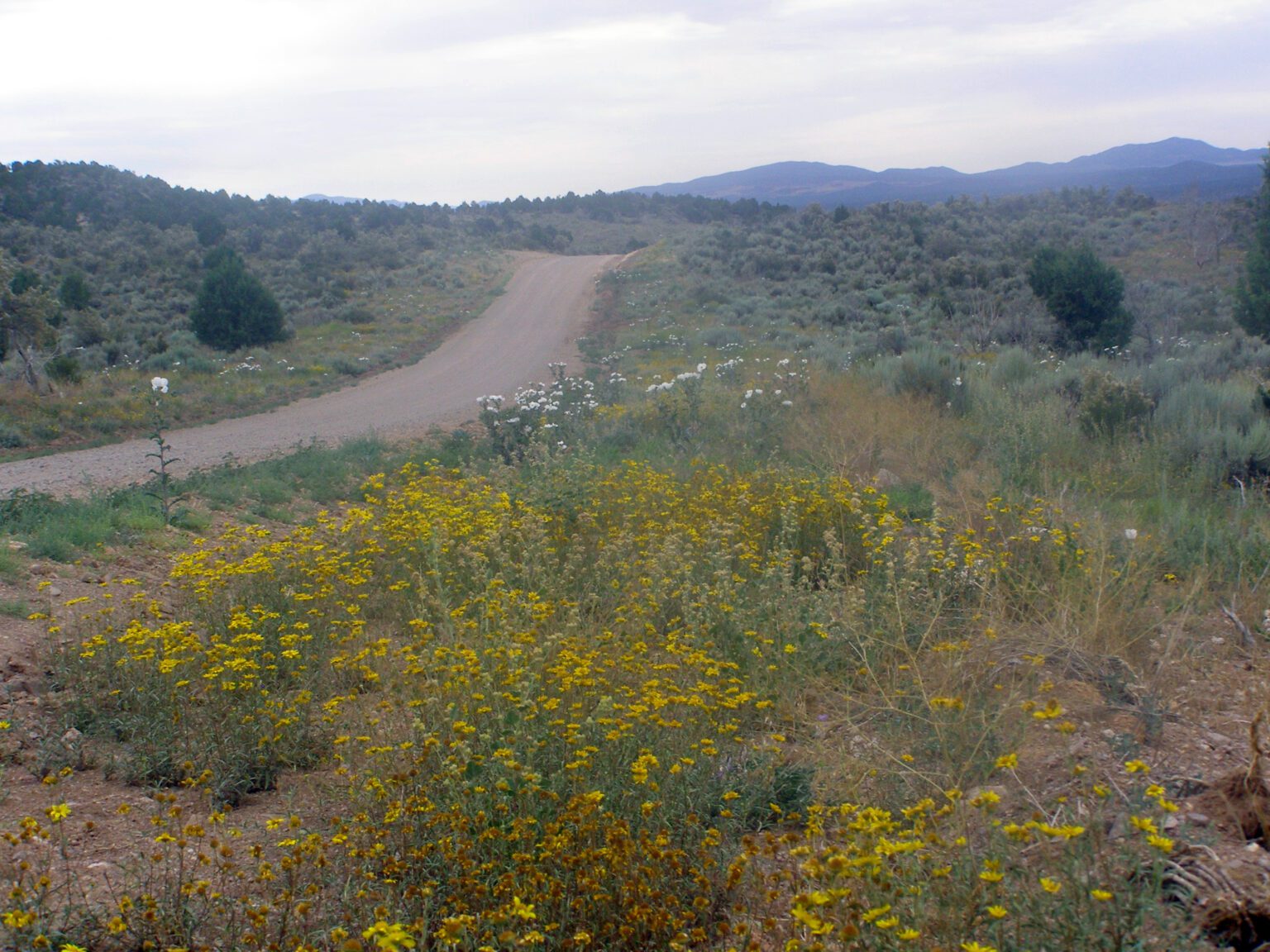 Showy goldeneye (Heliomeris multiflora) | Western Forbs