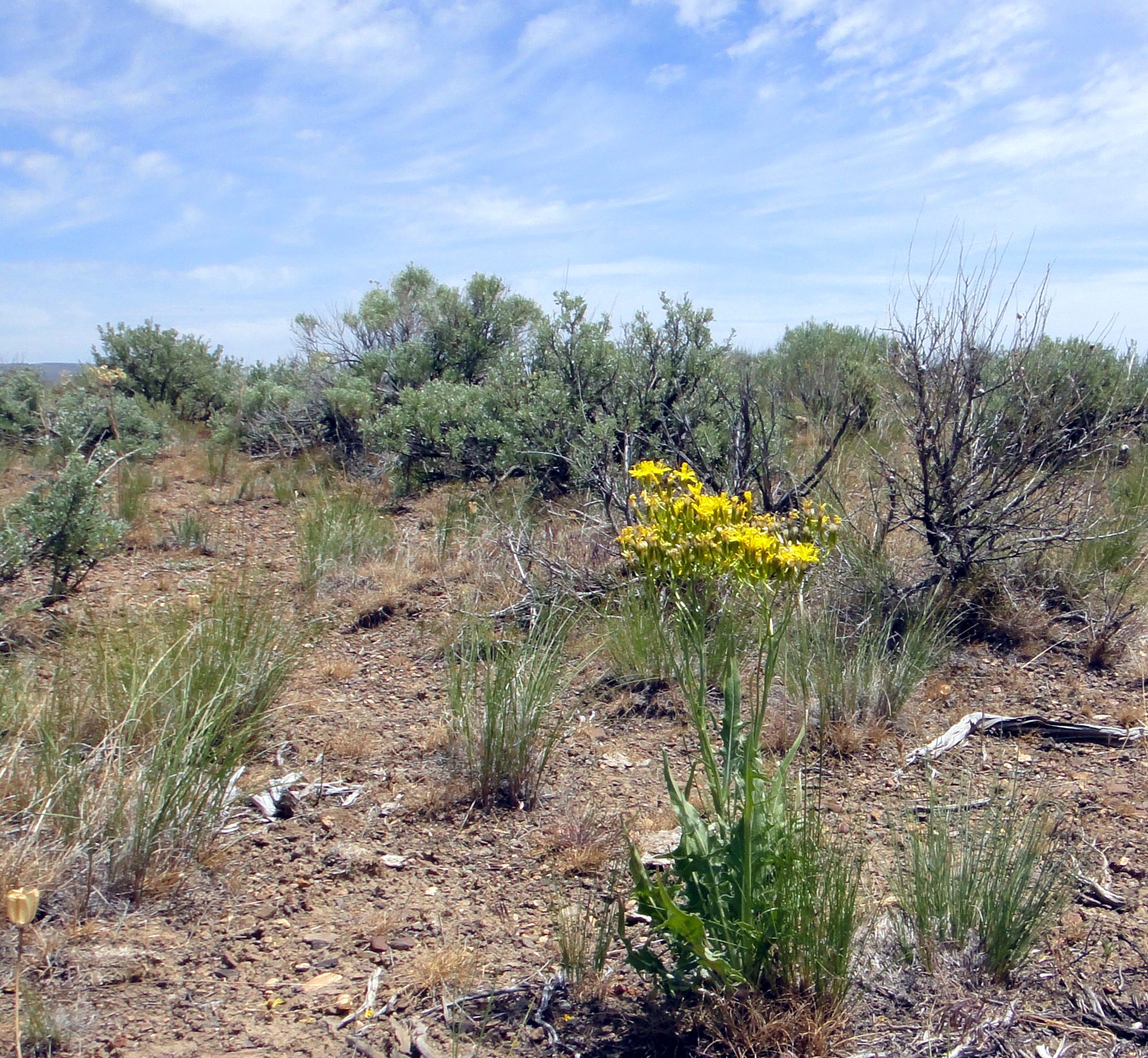 Tapertip hawksbeard (Crepis acuminata) | Western Forbs
