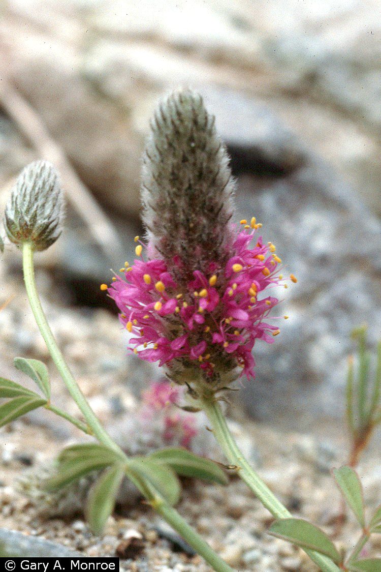 Blue Mountain prairie clover (Dalea ornata) | Western Forbs