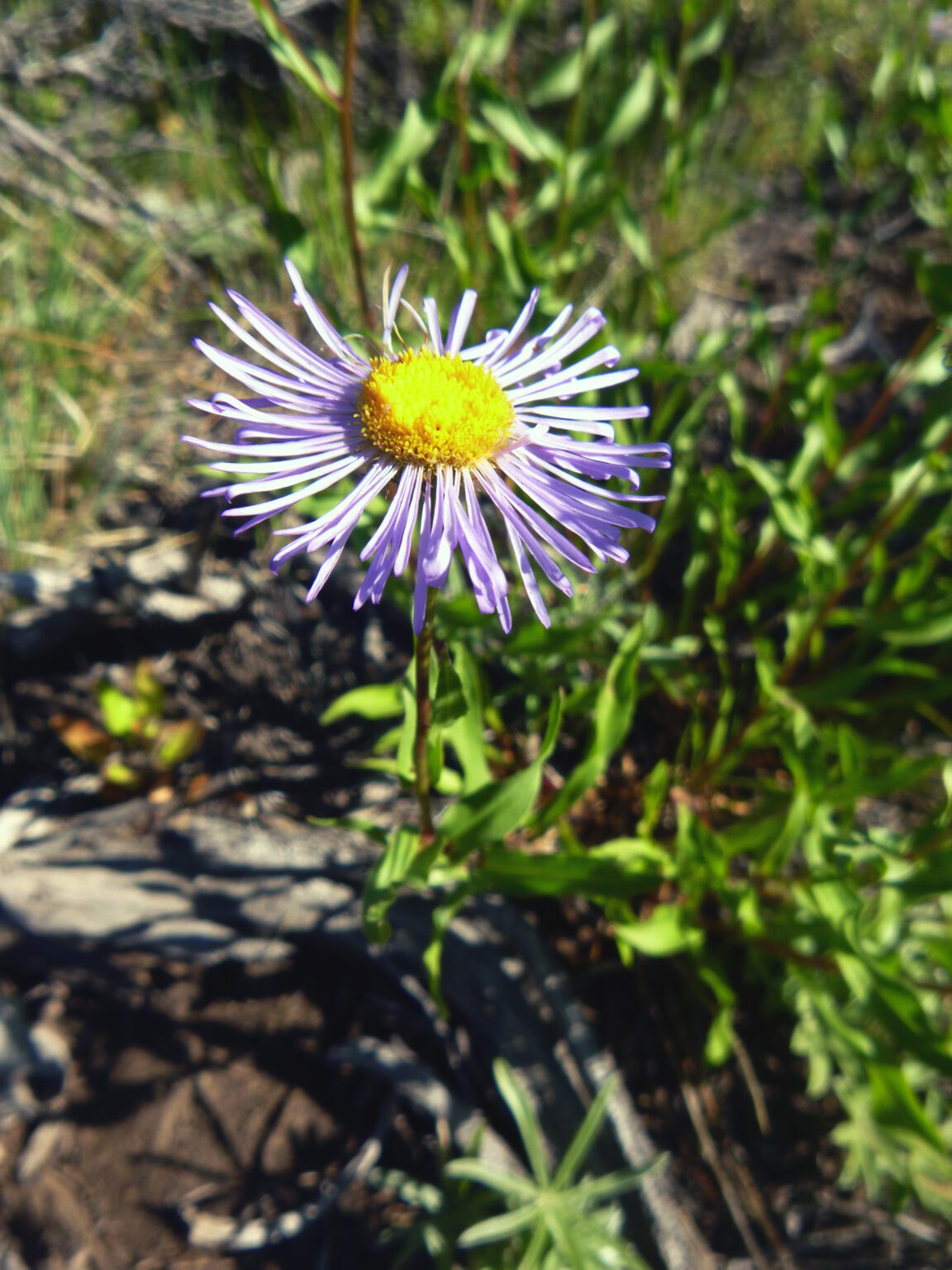 Aspen fleabane (Erigeron speciosus) | Western Forbs