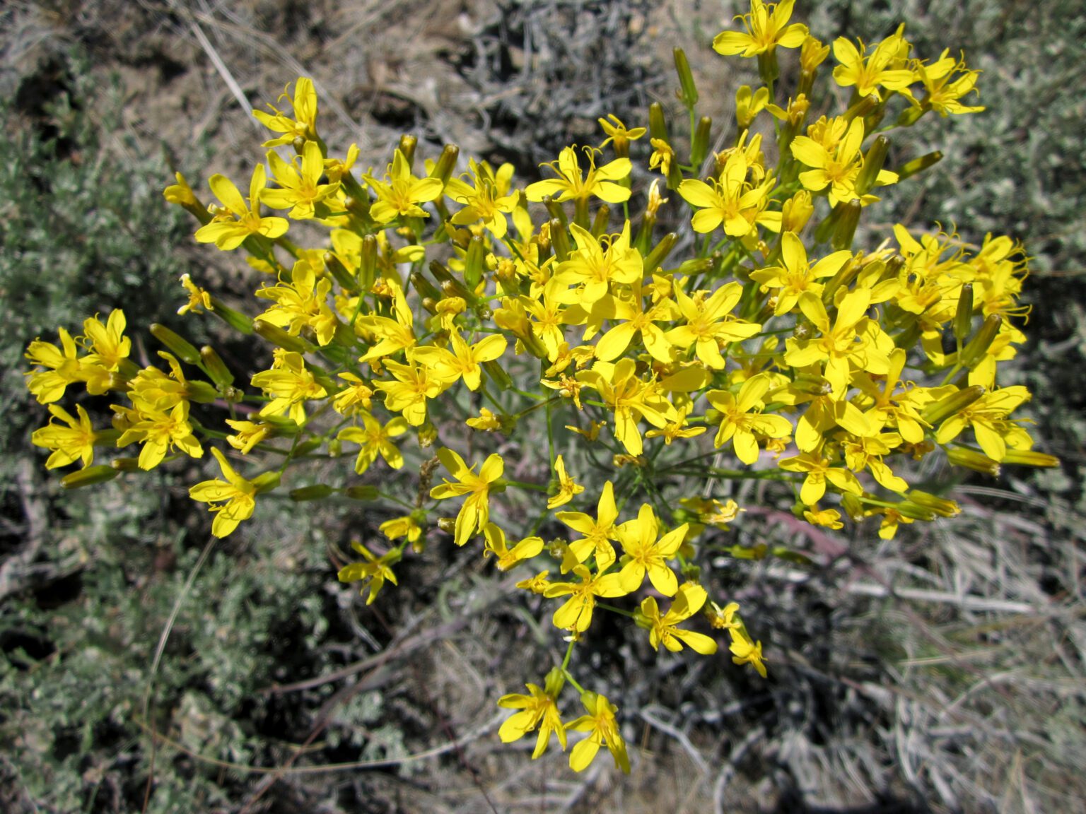 Tapertip hawksbeard (Crepis acuminata) | Western Forbs