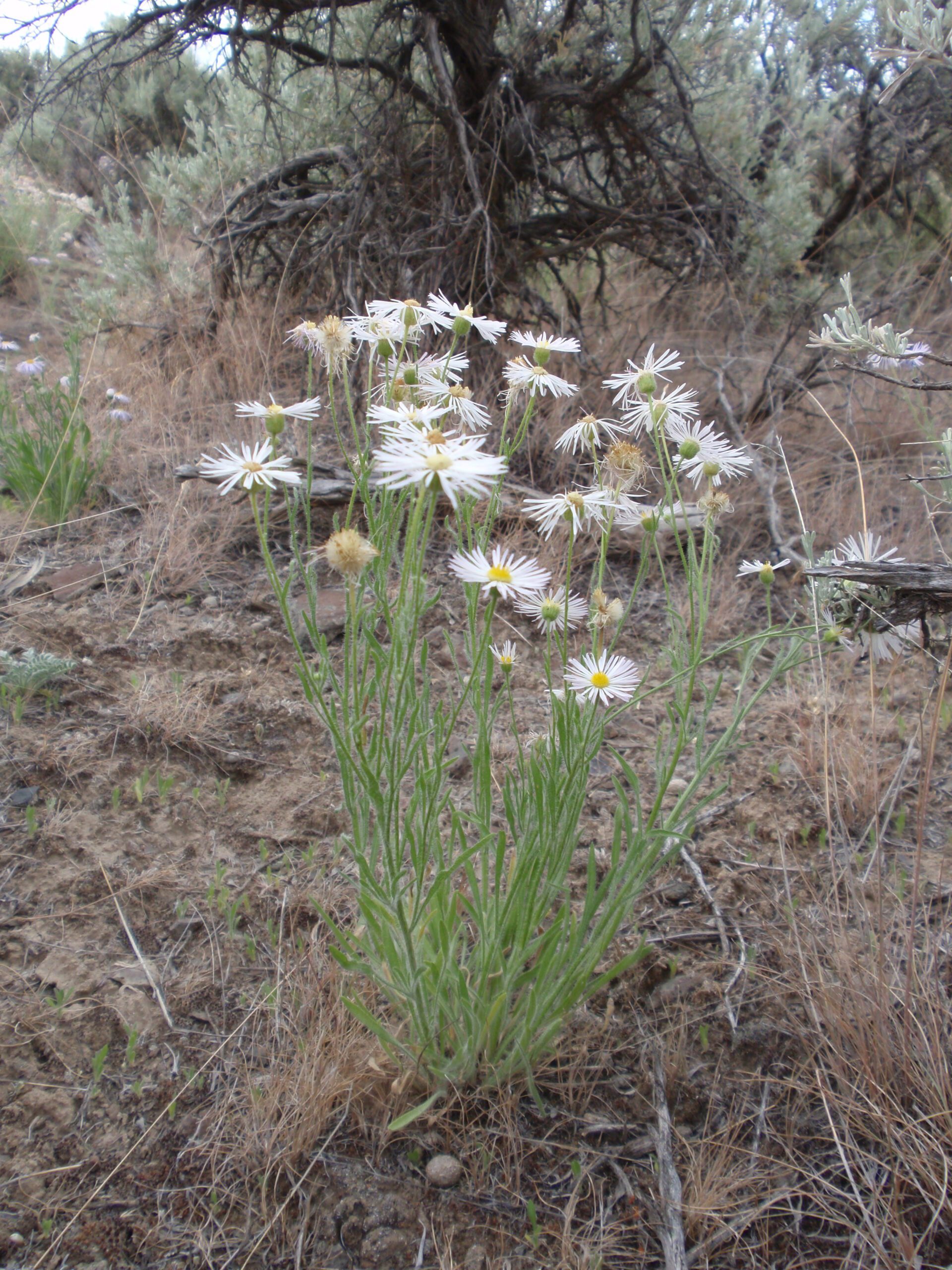 Quick Lookup Table | Western Forbs