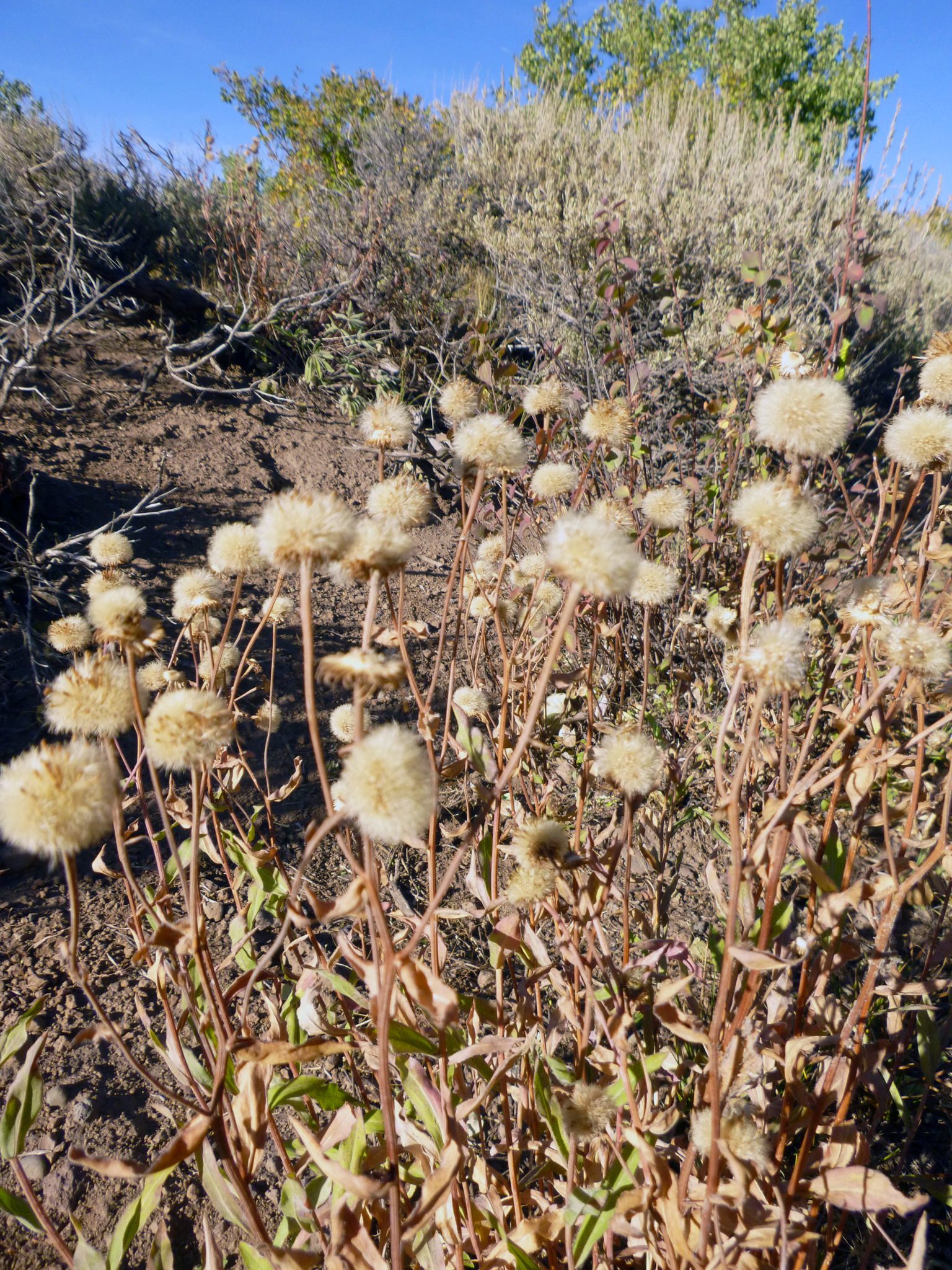 Aspen fleabane (Erigeron speciosus) | Western Forbs