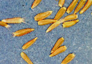 Aspen fleabane (Erigeron speciosus) | Western Forbs