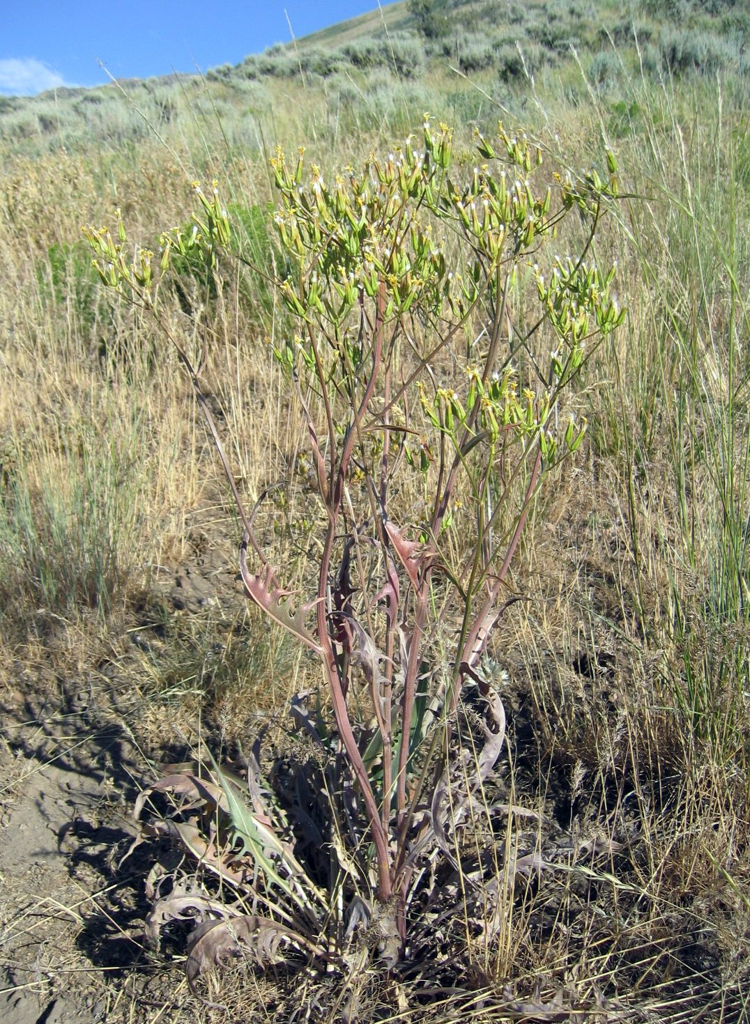 Tapertip hawksbeard (Crepis acuminata) | Western Forbs