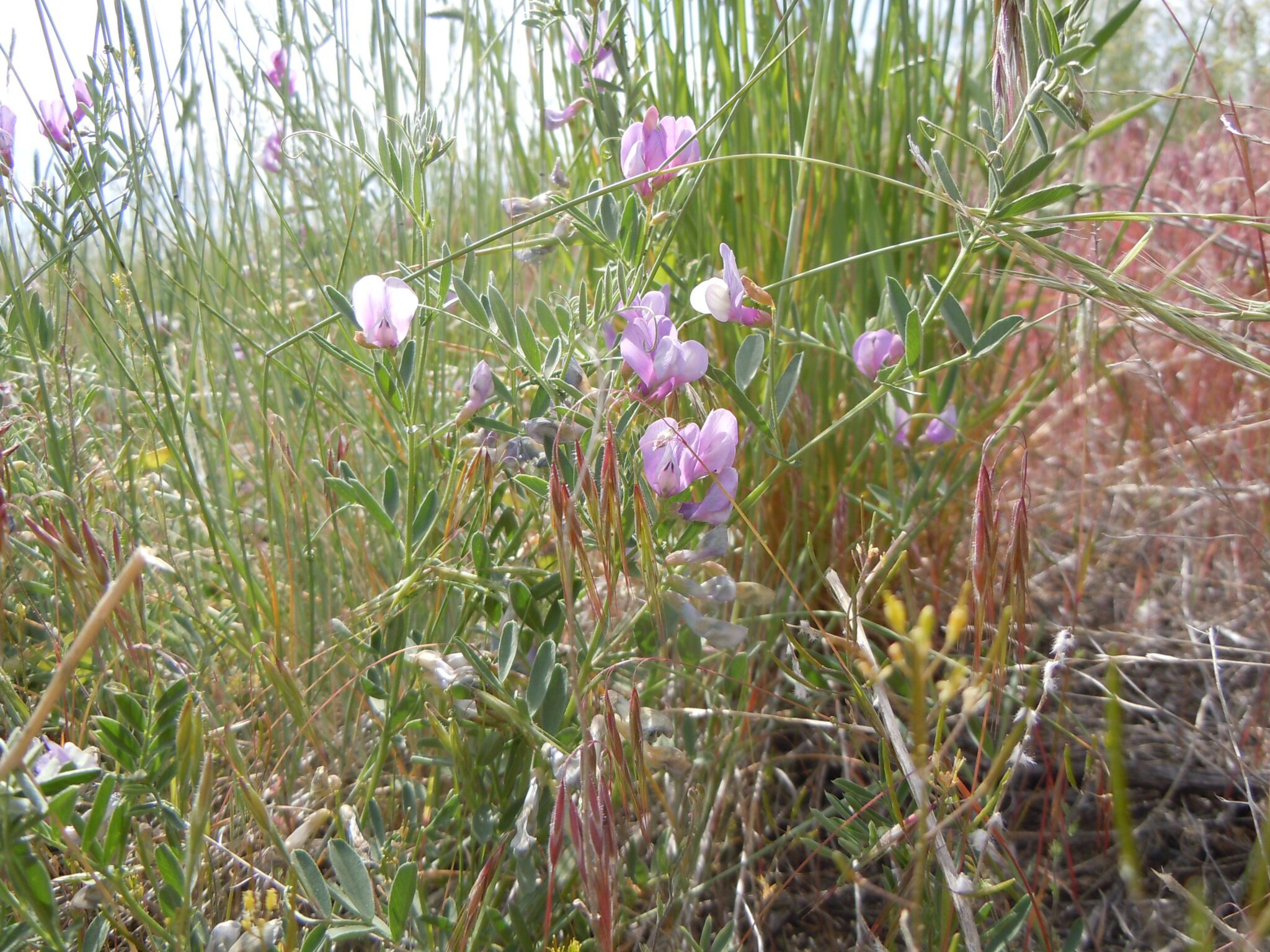 American vetch (Vicia americana) | Western Forbs