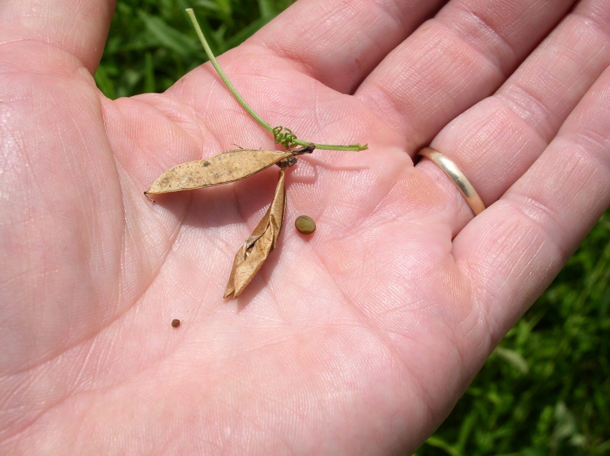 American vetch (Vicia americana) | Western Forbs