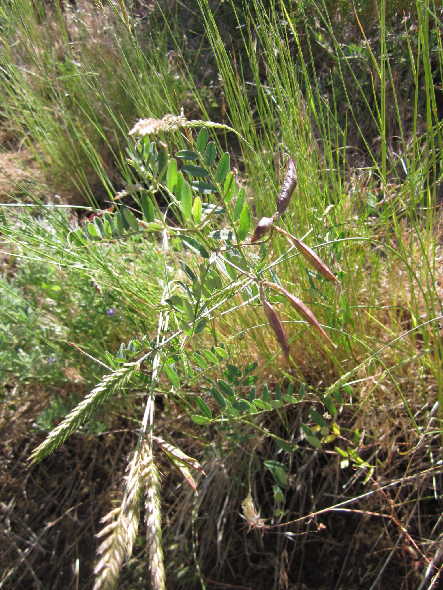 American vetch (Vicia americana) | Western Forbs