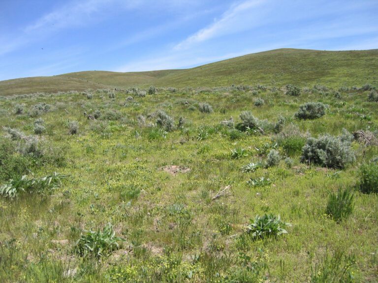 Barestem biscuitroot (Lomatium nudicaule) – Western Forbs