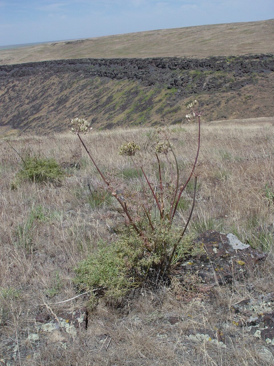 Fernleaf biscuitroot (Lomatium dissectum) | Western Forbs