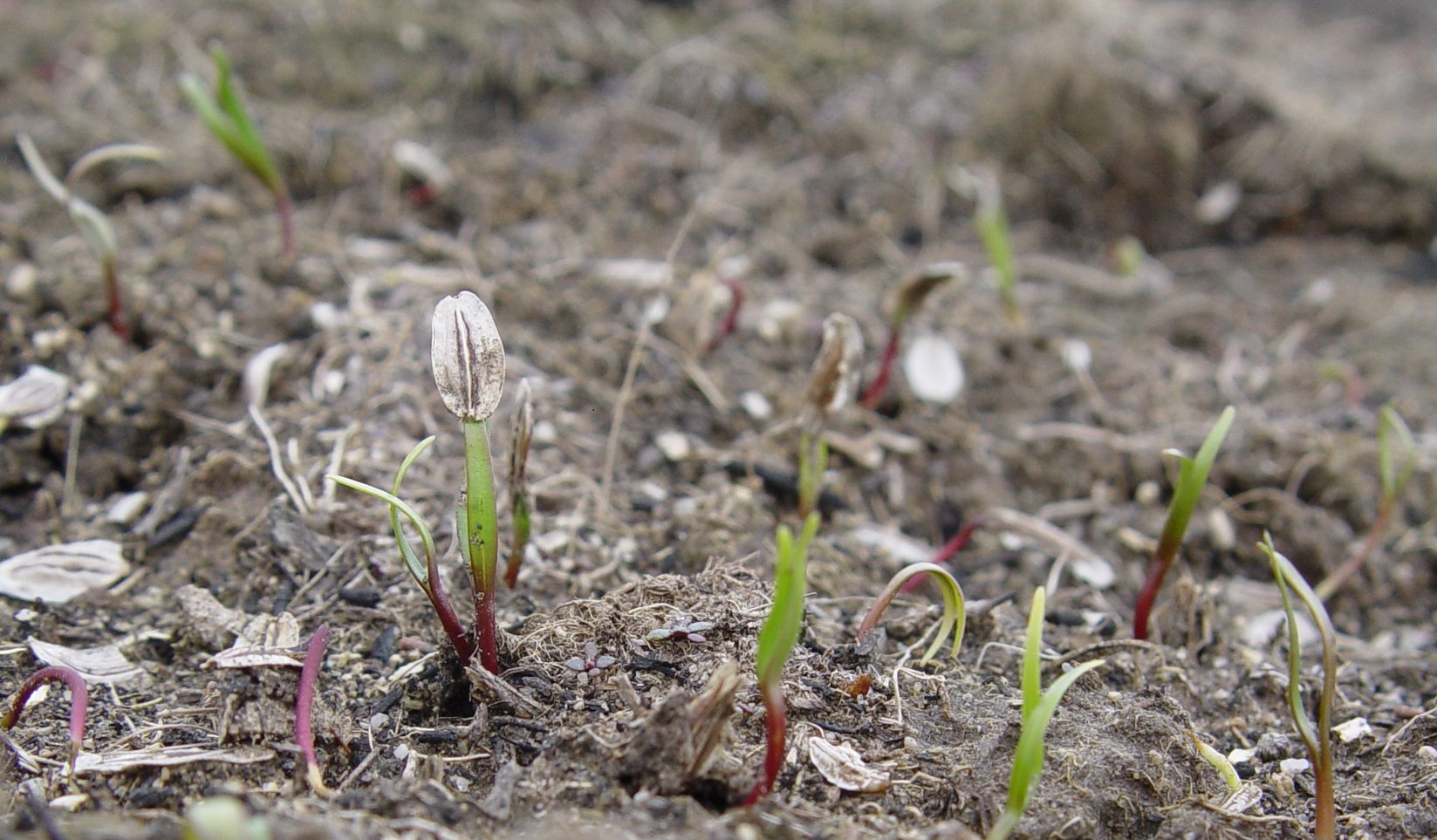 Nineleaf biscuitroot (Lomatium triternatum) | Western Forbs