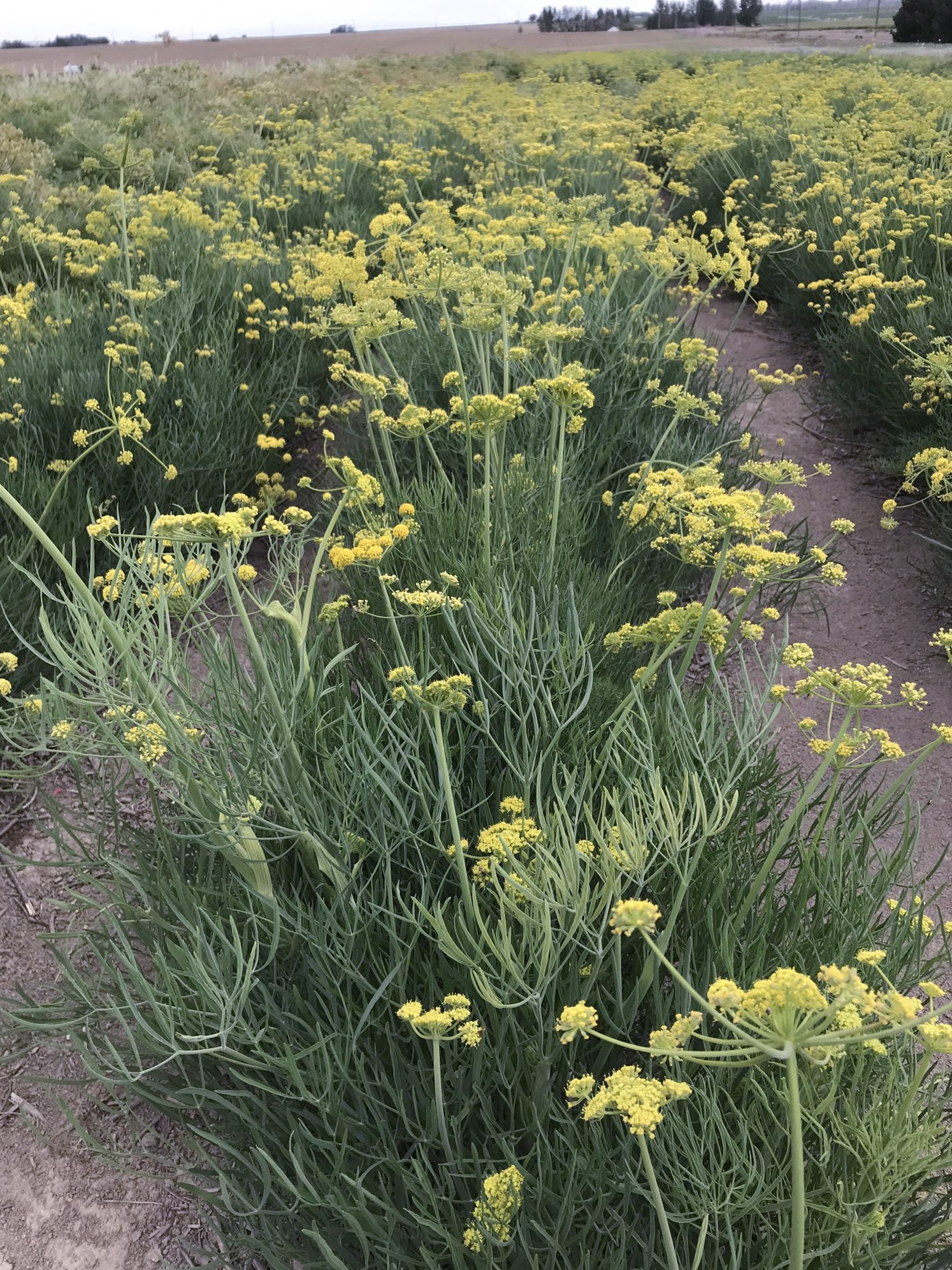 Nineleaf biscuitroot (Lomatium triternatum) | Western Forbs