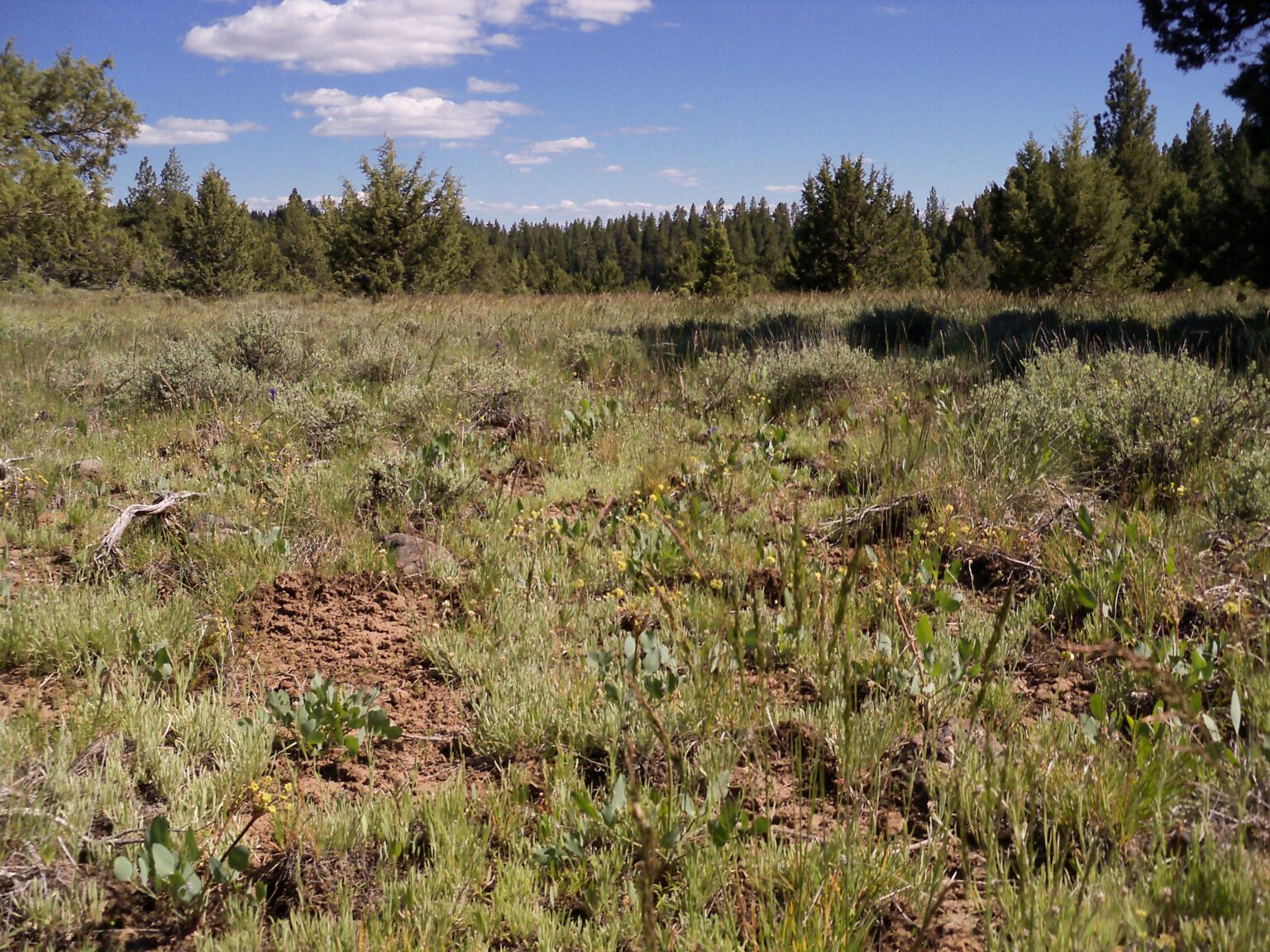 Barestem biscuitroot (Lomatium nudicaule) | Western Forbs