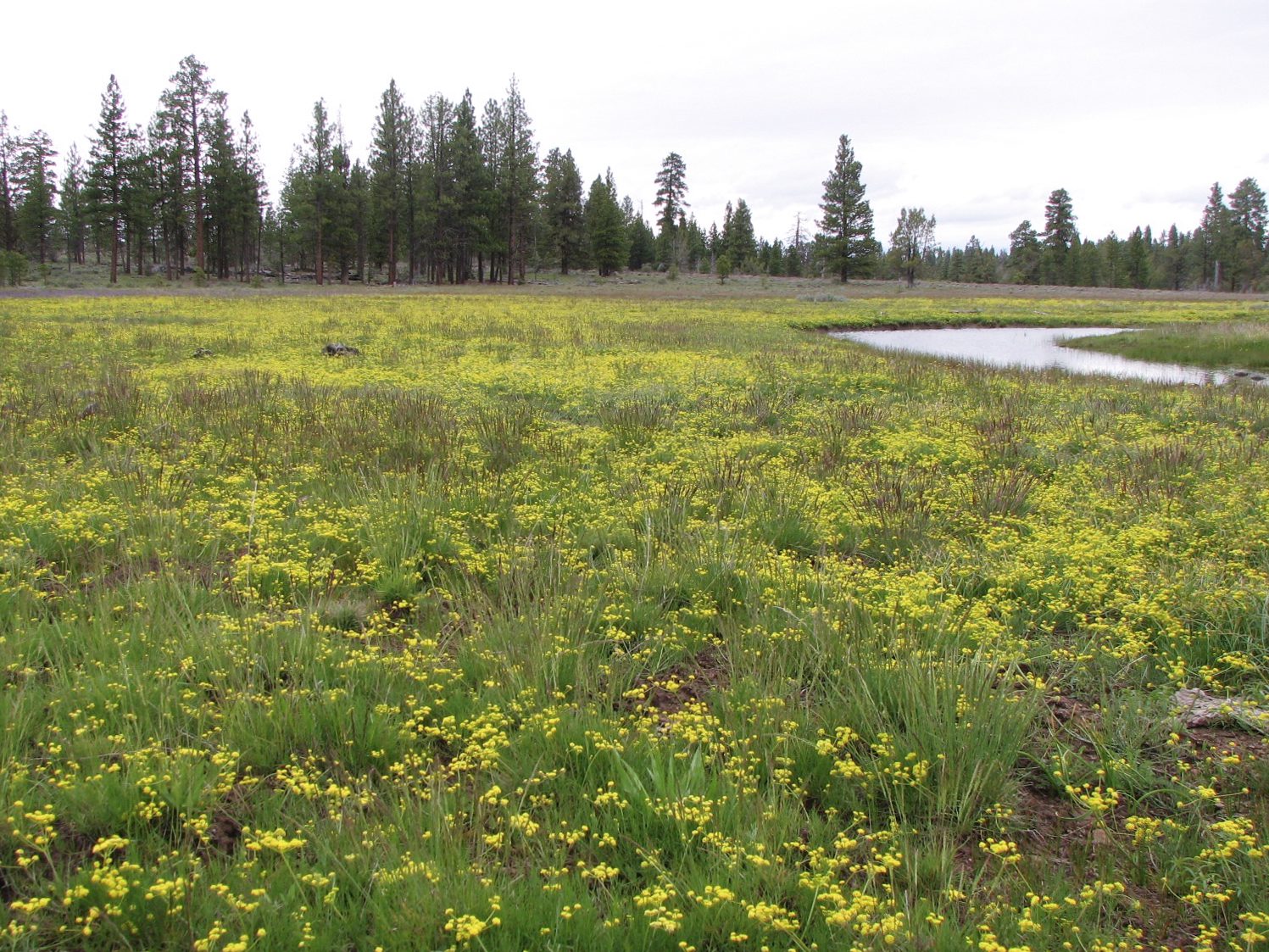 Nineleaf biscuitroot (Lomatium triternatum) | Western Forbs