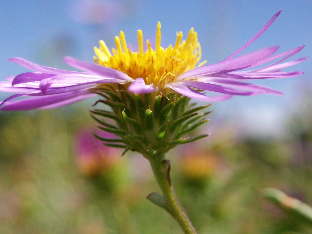 Hoary tansyaster (Dieteria [Machaeranthera] canescens) – Western Forbs