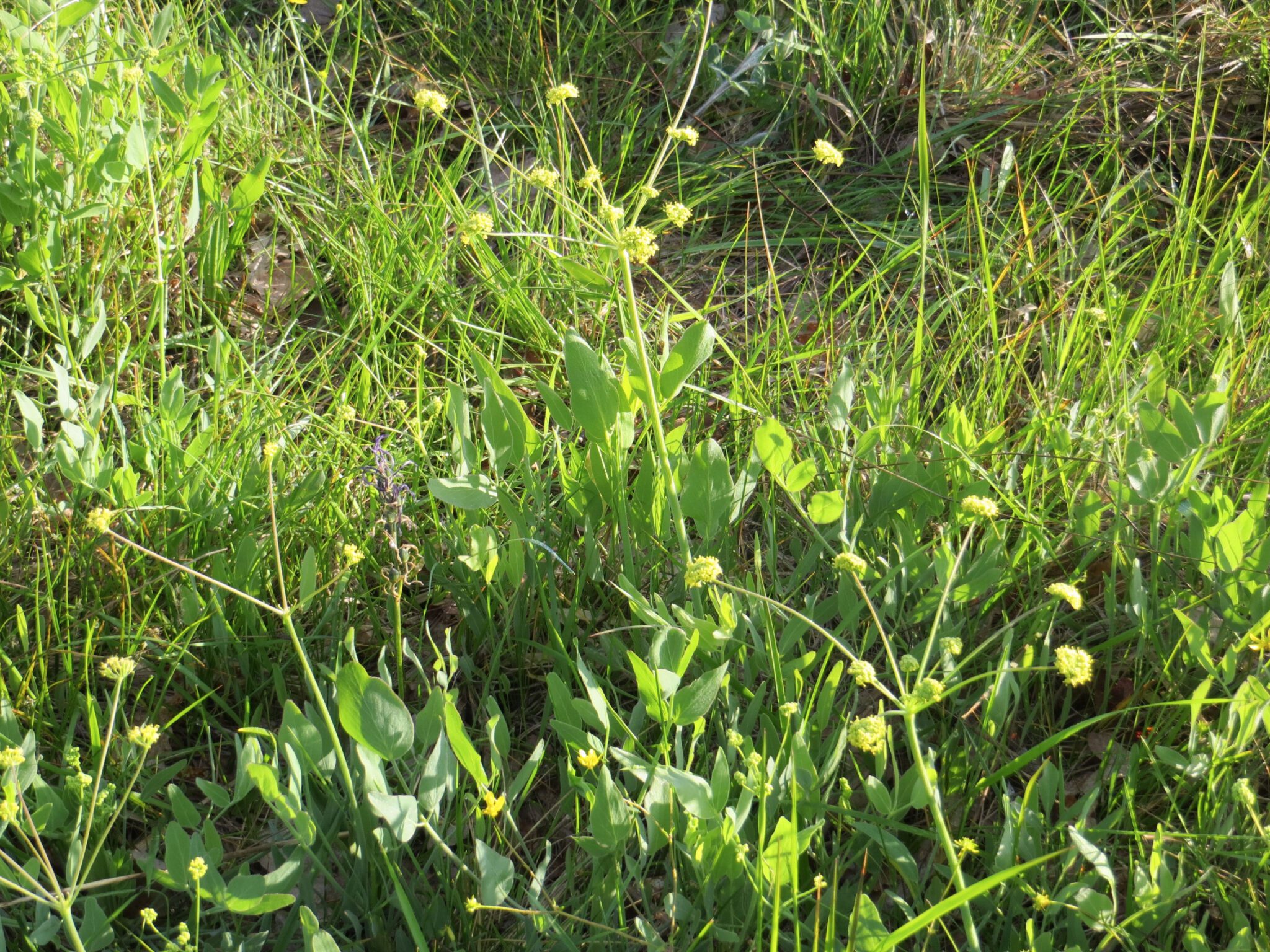Barestem biscuitroot (Lomatium nudicaule) | Western Forbs