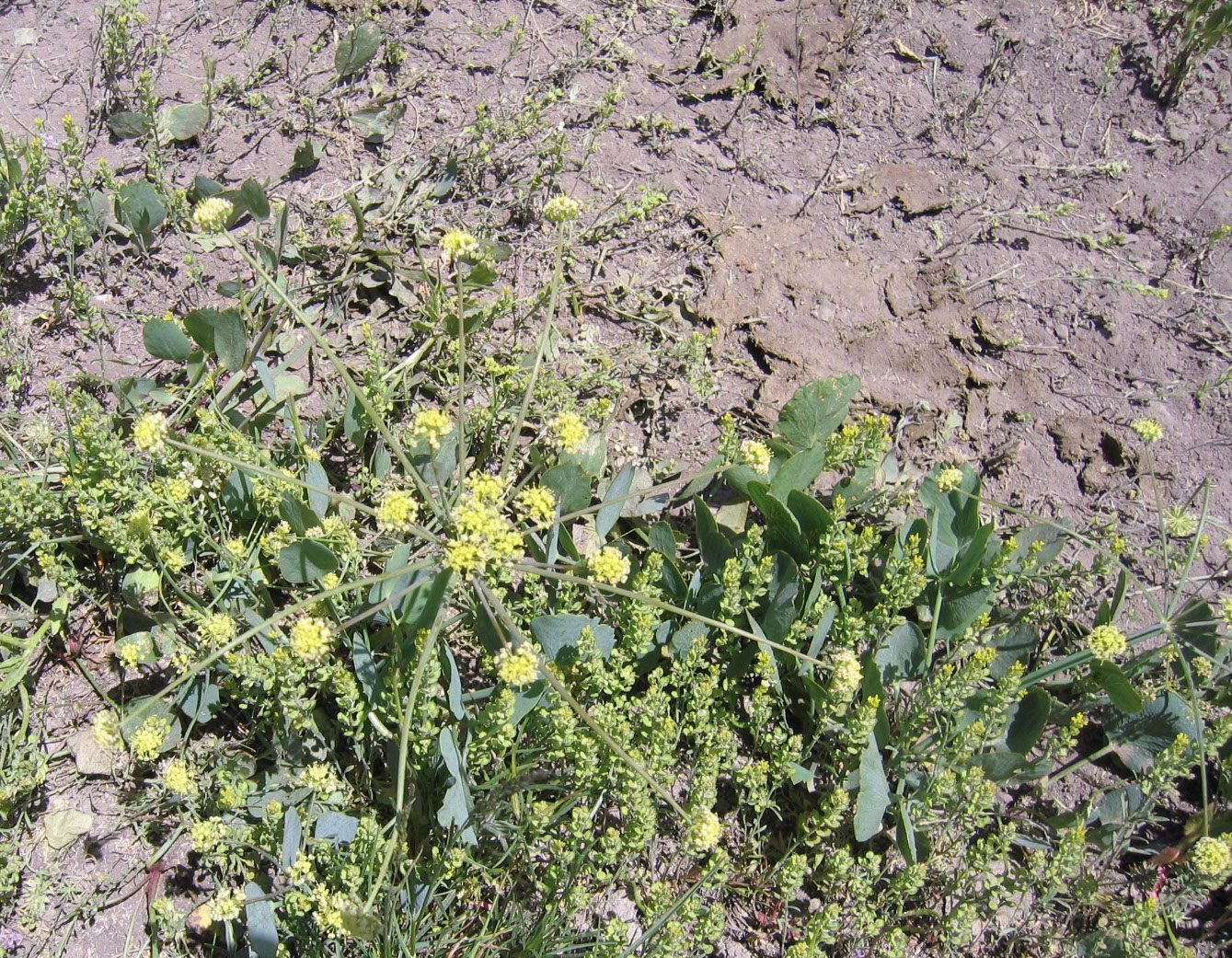 Barestem biscuitroot (Lomatium nudicaule) – Western Forbs