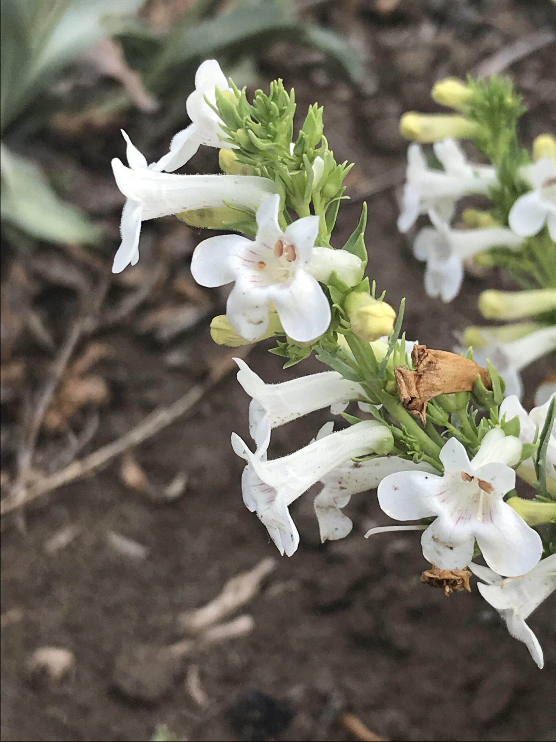 Scabland penstemon (Penstemon deustus) | Western Forbs