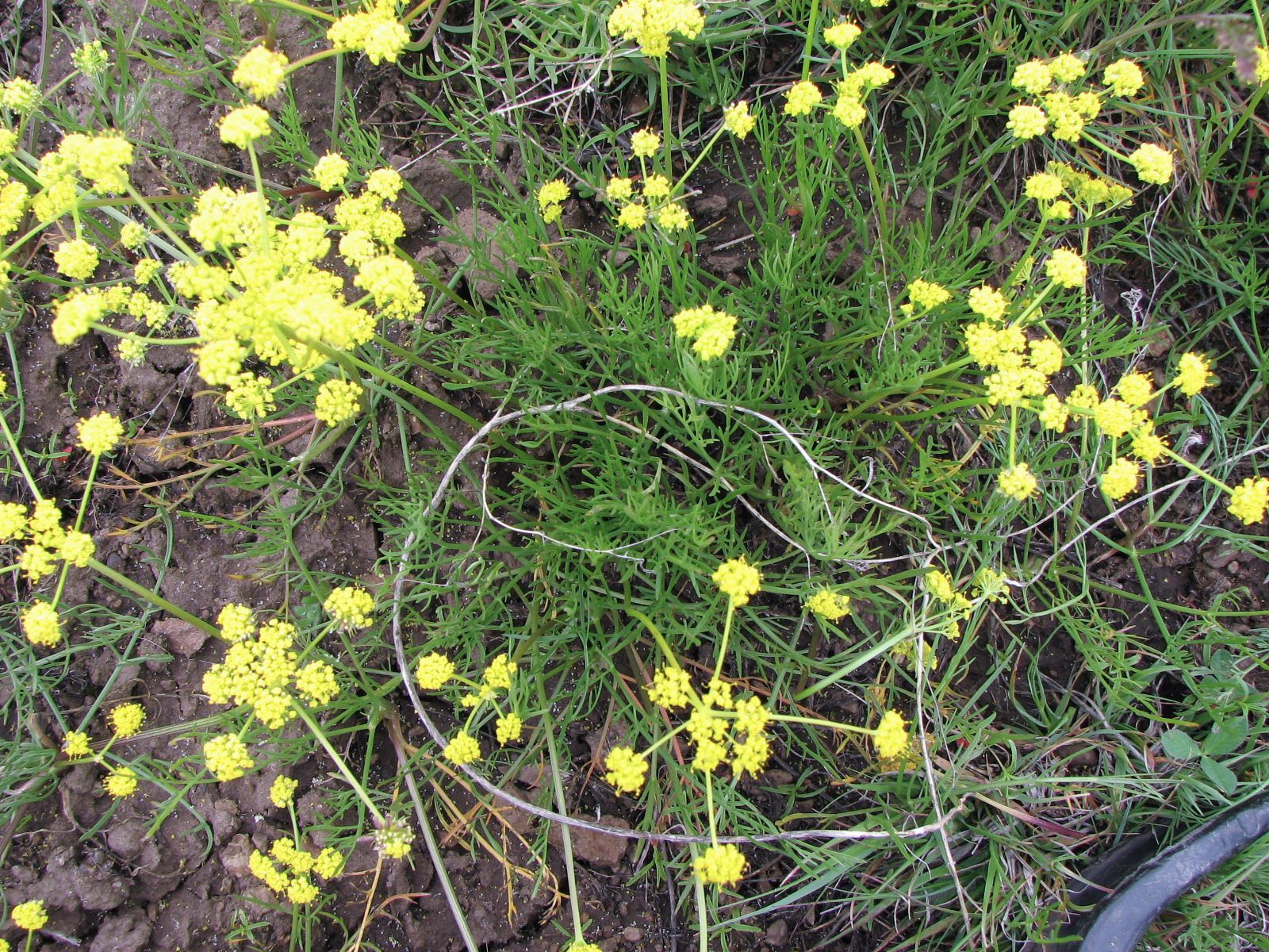 Nineleaf biscuitroot (Lomatium triternatum) | Western Forbs
