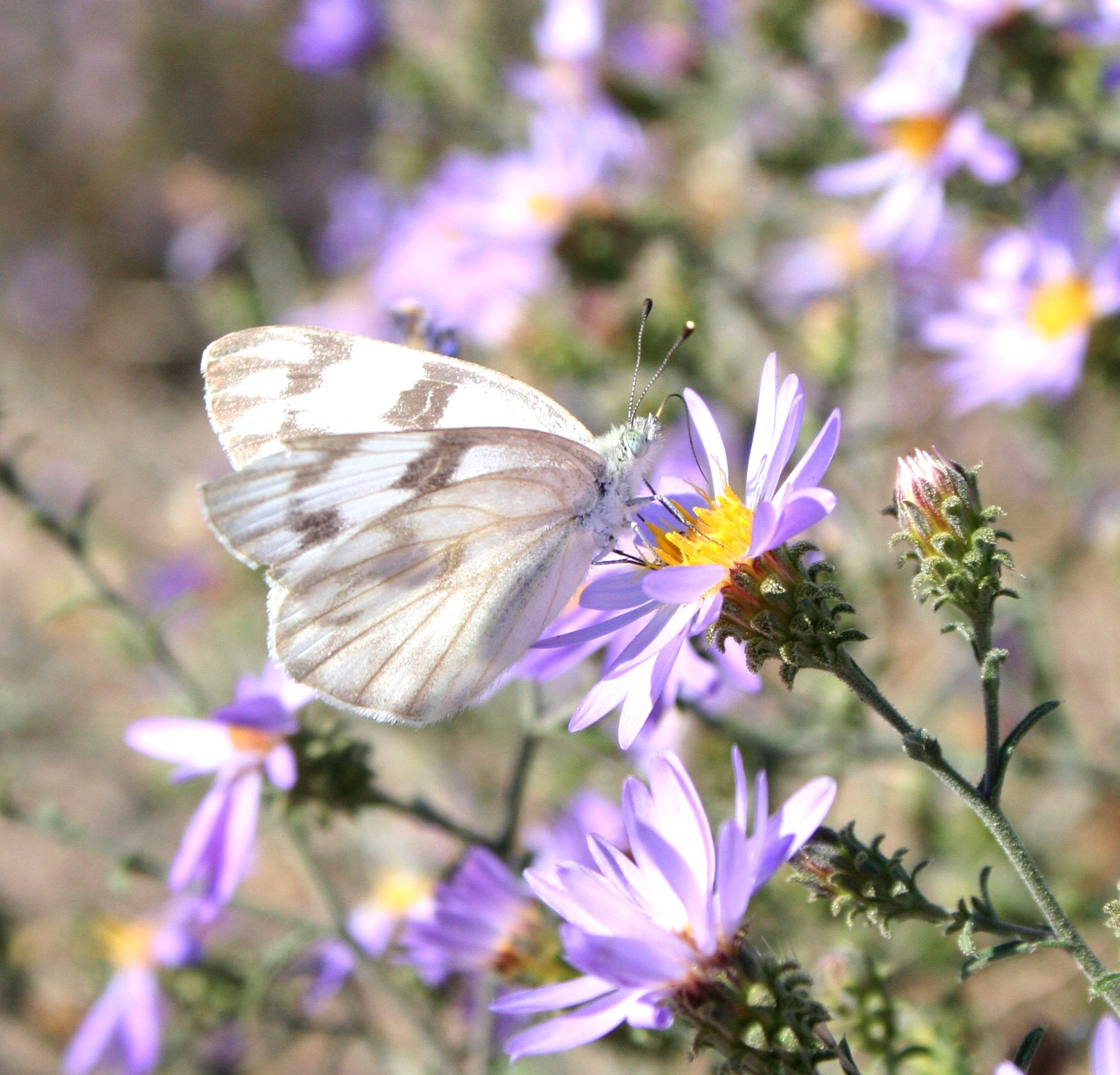 Hoary tansyaster (Dieteria [Machaeranthera] canescens) – Western Forbs