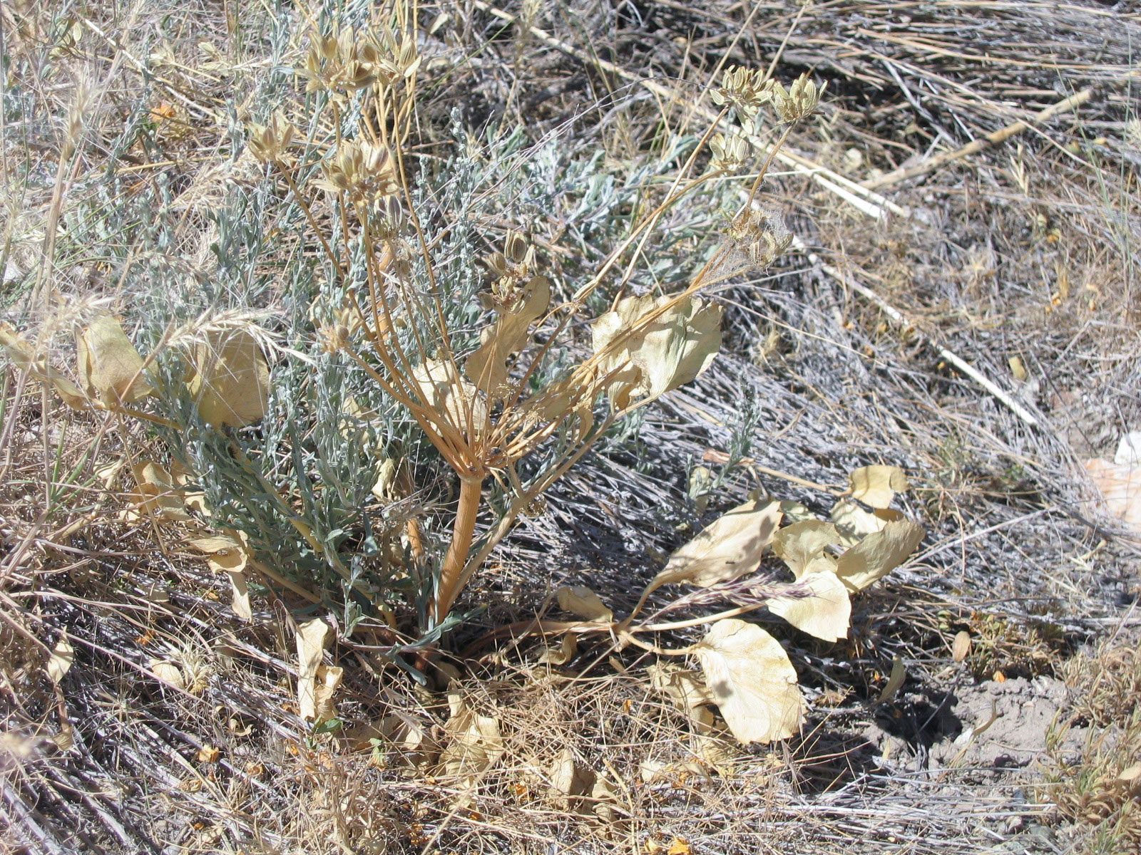 Barestem biscuitroot (Lomatium nudicaule) – Western Forbs