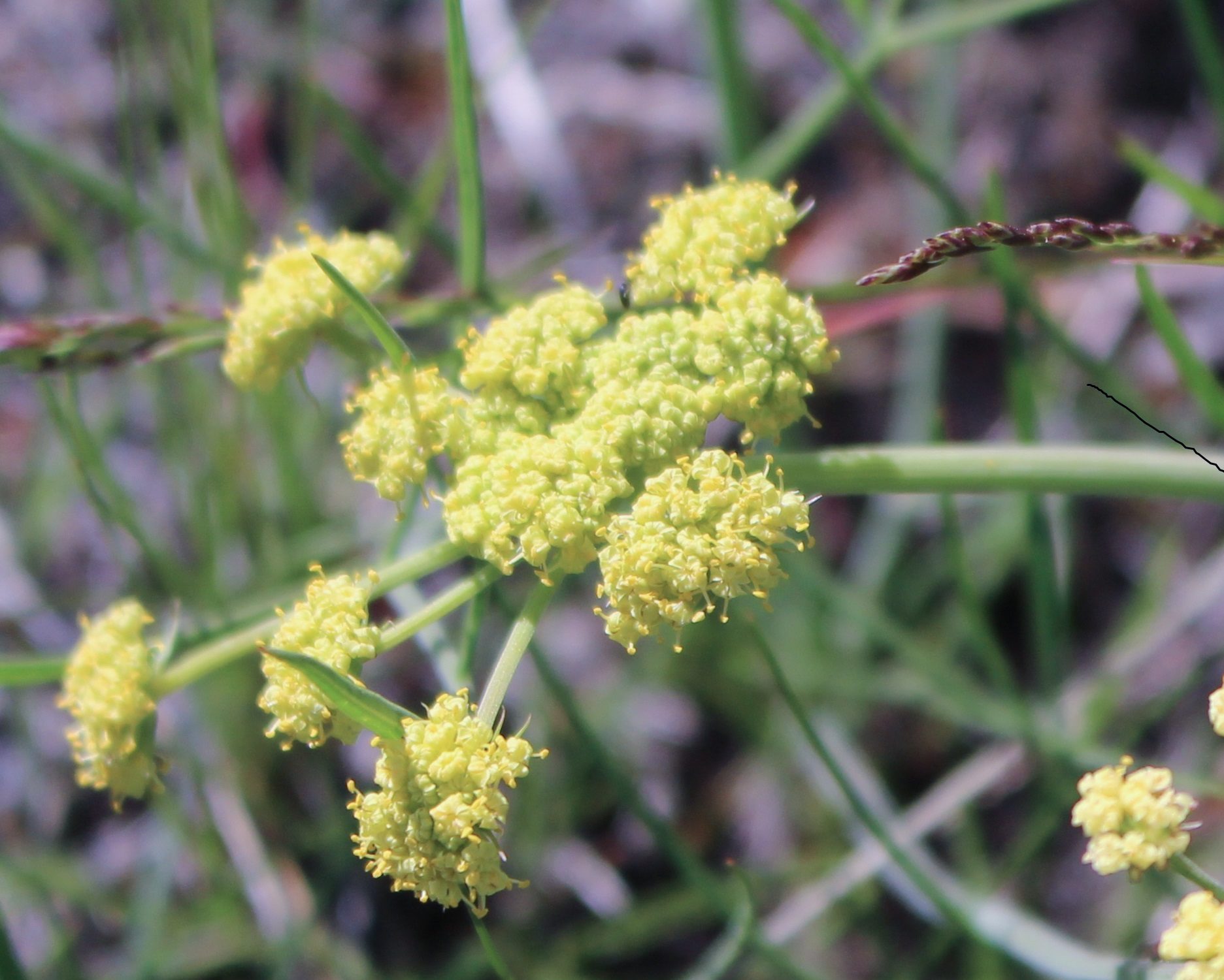 Nineleaf biscuitroot (Lomatium triternatum) | Western Forbs