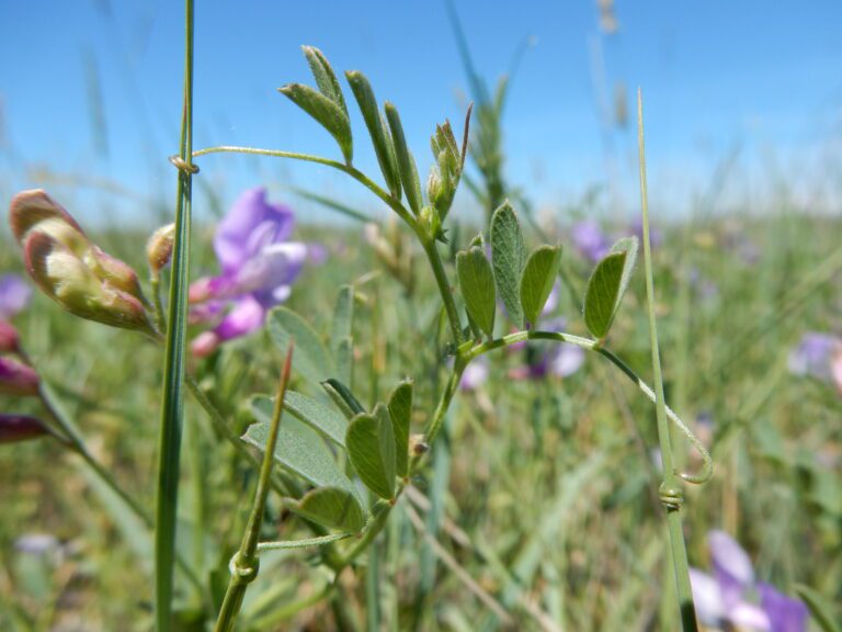 American vetch (Vicia americana) | Western Forbs