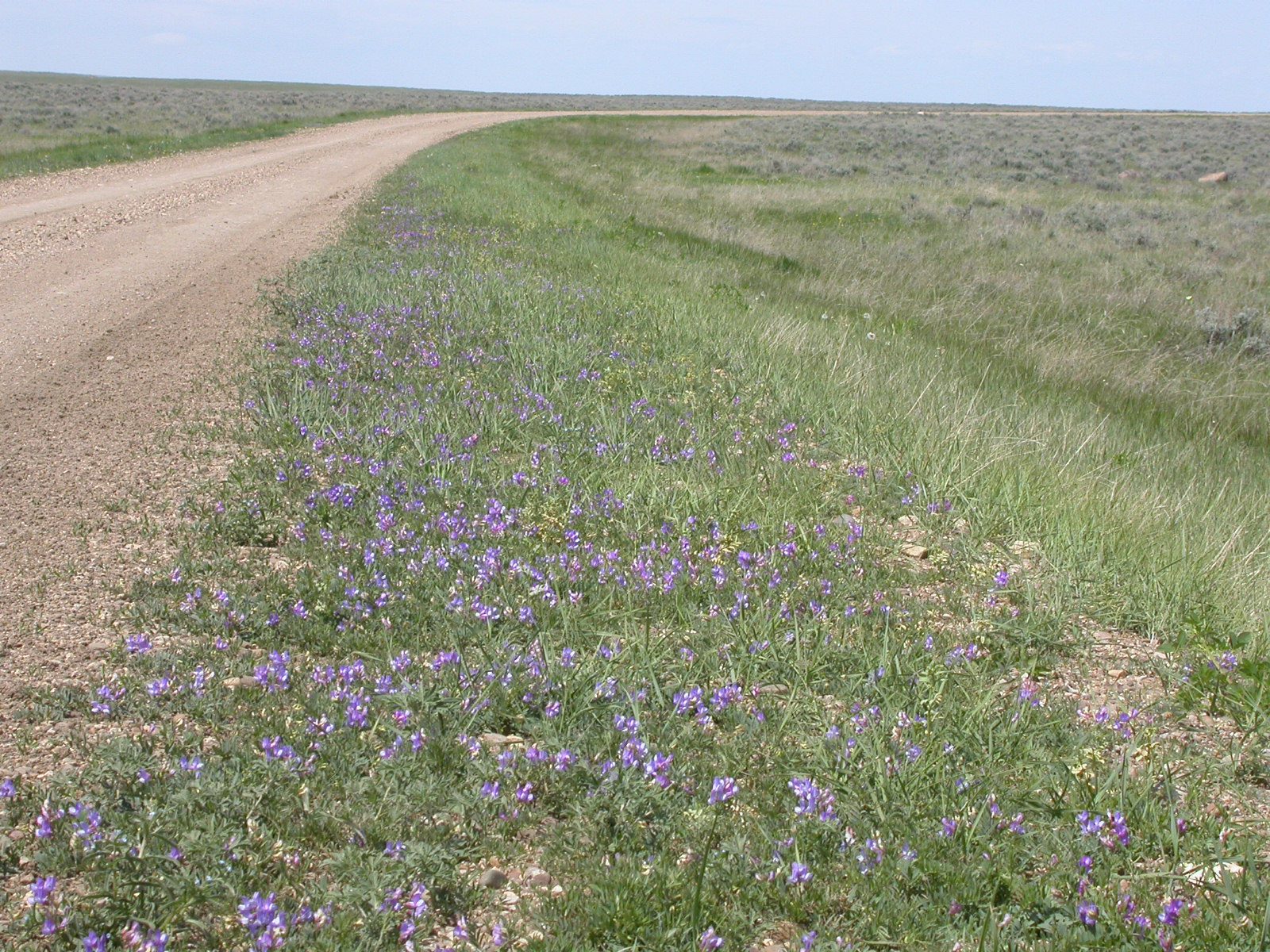 American vetch (Vicia americana) | Western Forbs
