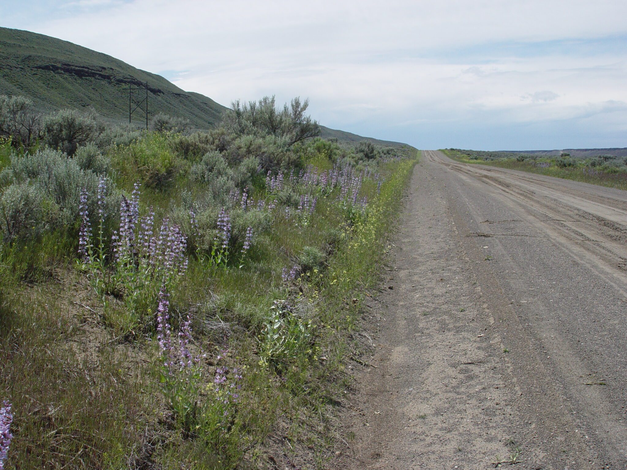 Sharpleaf penstemon (Penstemon acuminatus) | Western Forbs