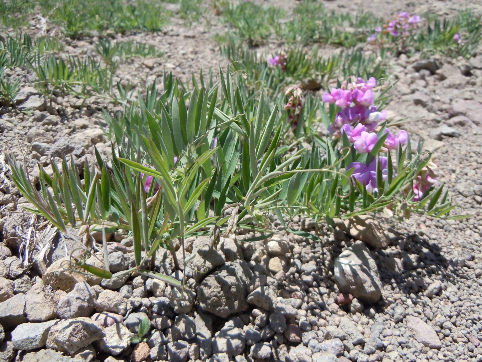 American vetch (Vicia americana) – Western Forbs