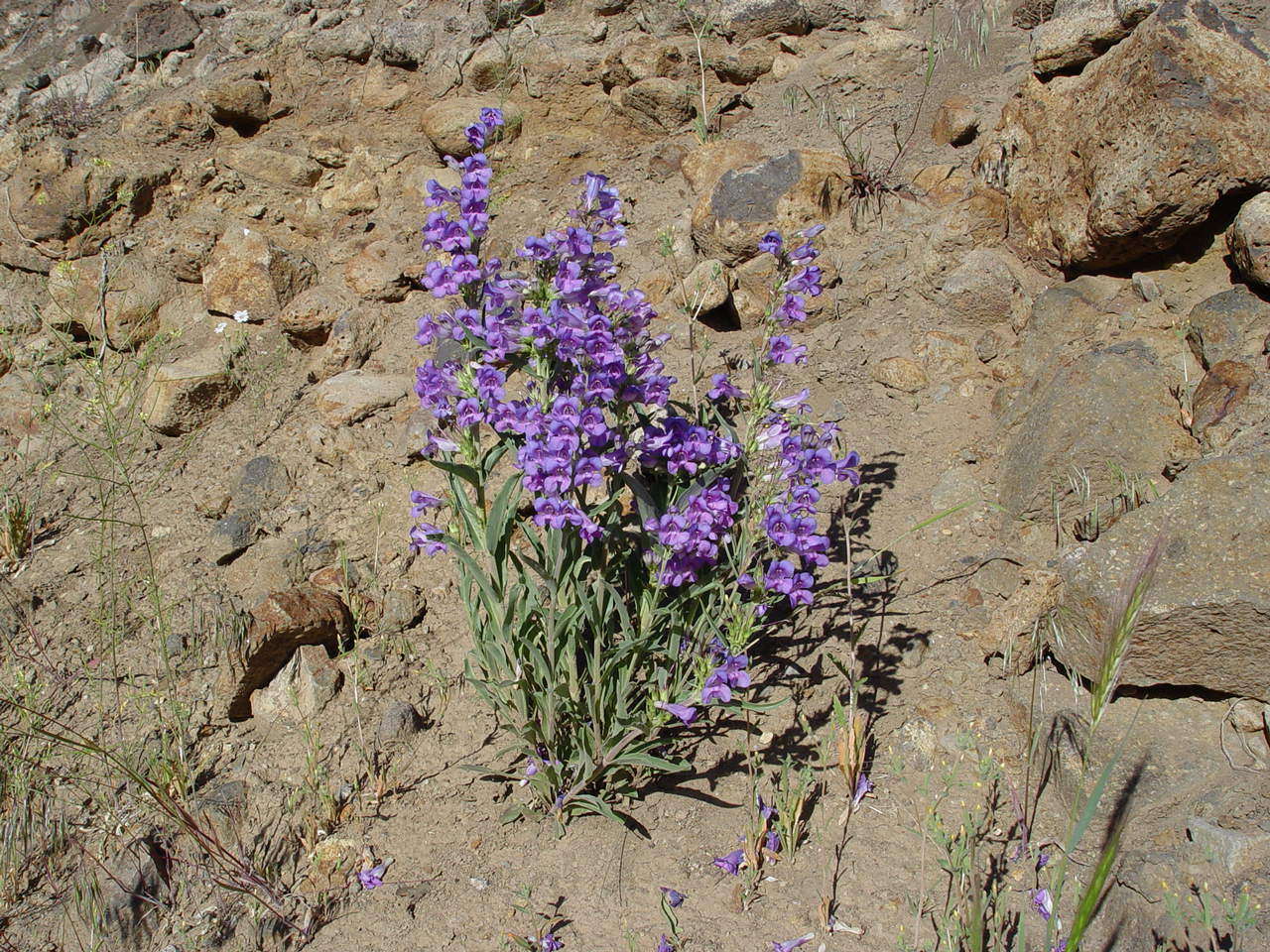 Royal penstemon (Penstemon speciosus) – Western Forbs