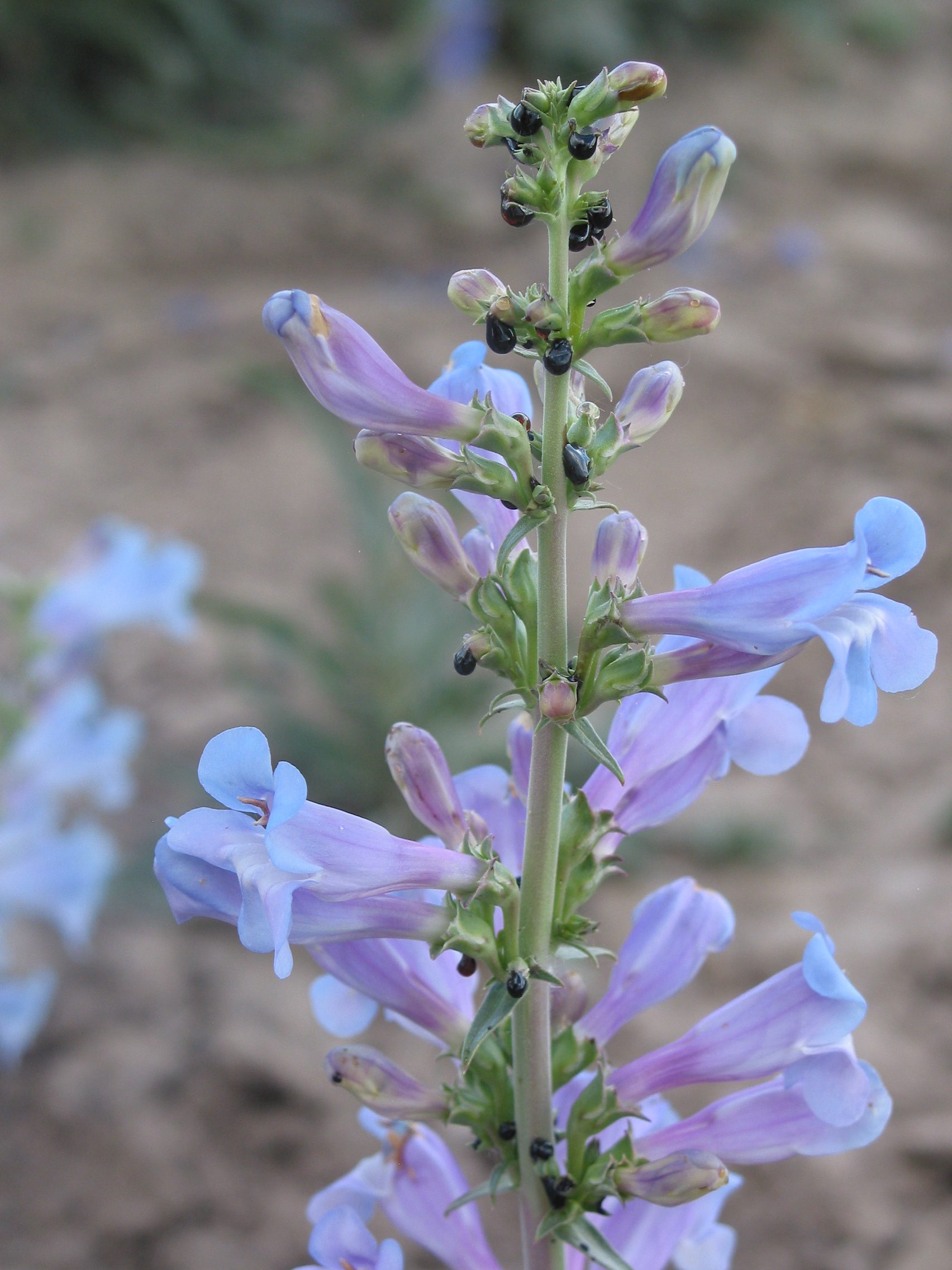 Royal penstemon (Penstemon speciosus) – Western Forbs