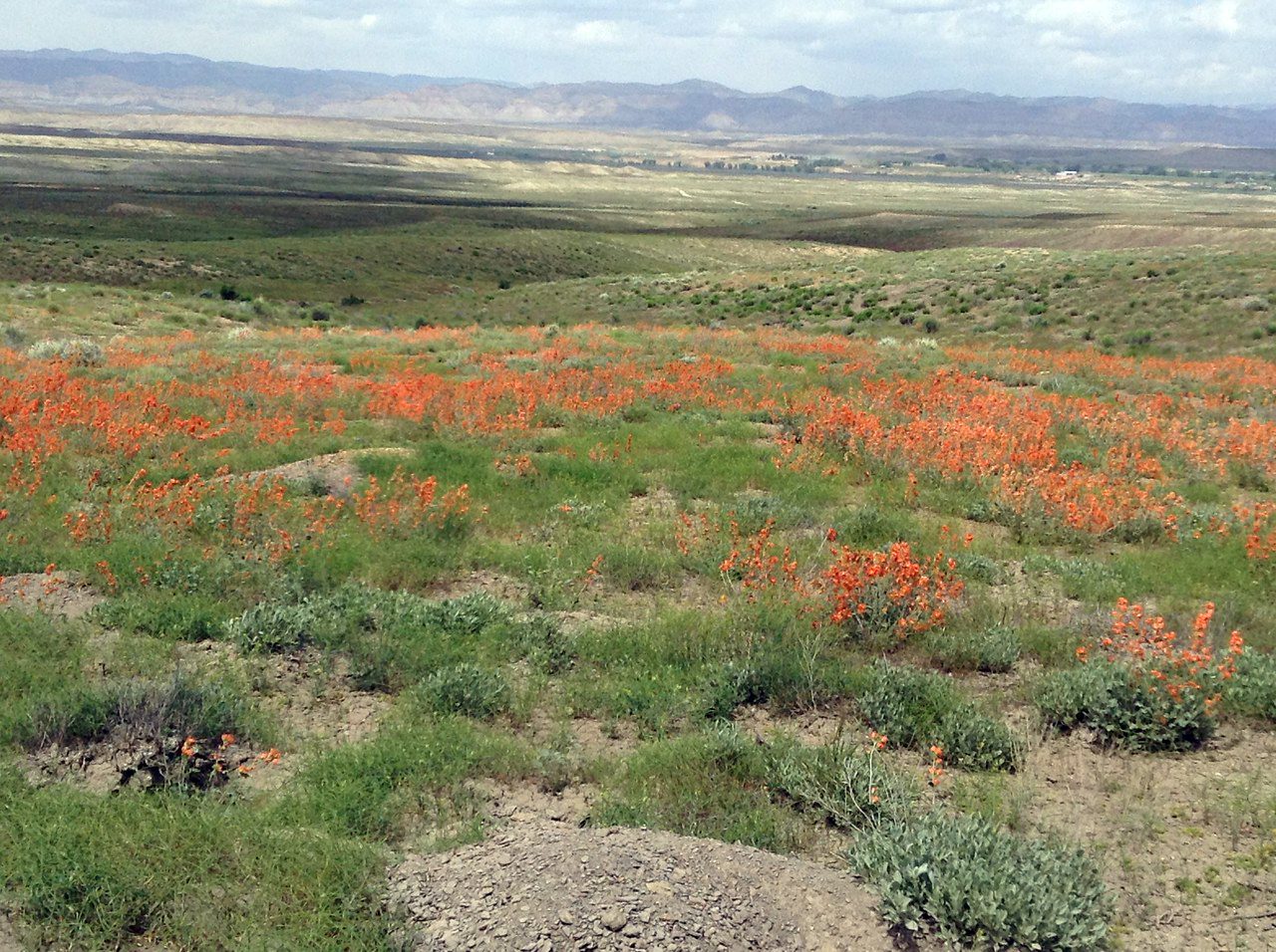 Small-leaf globemallow (Sphaeralcea parvifolia) | Western Forbs