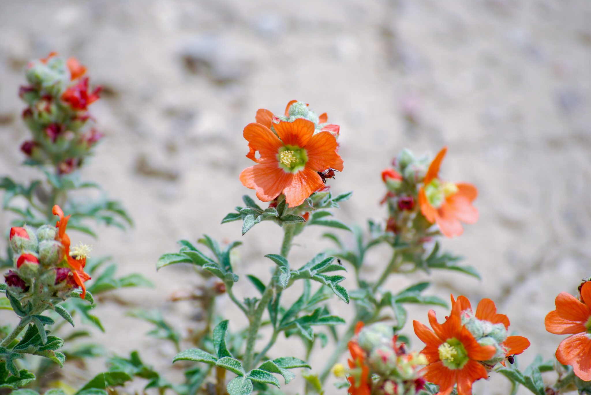 Scarlet globemallow (Sphaeralcea coccinea) | Western Forbs