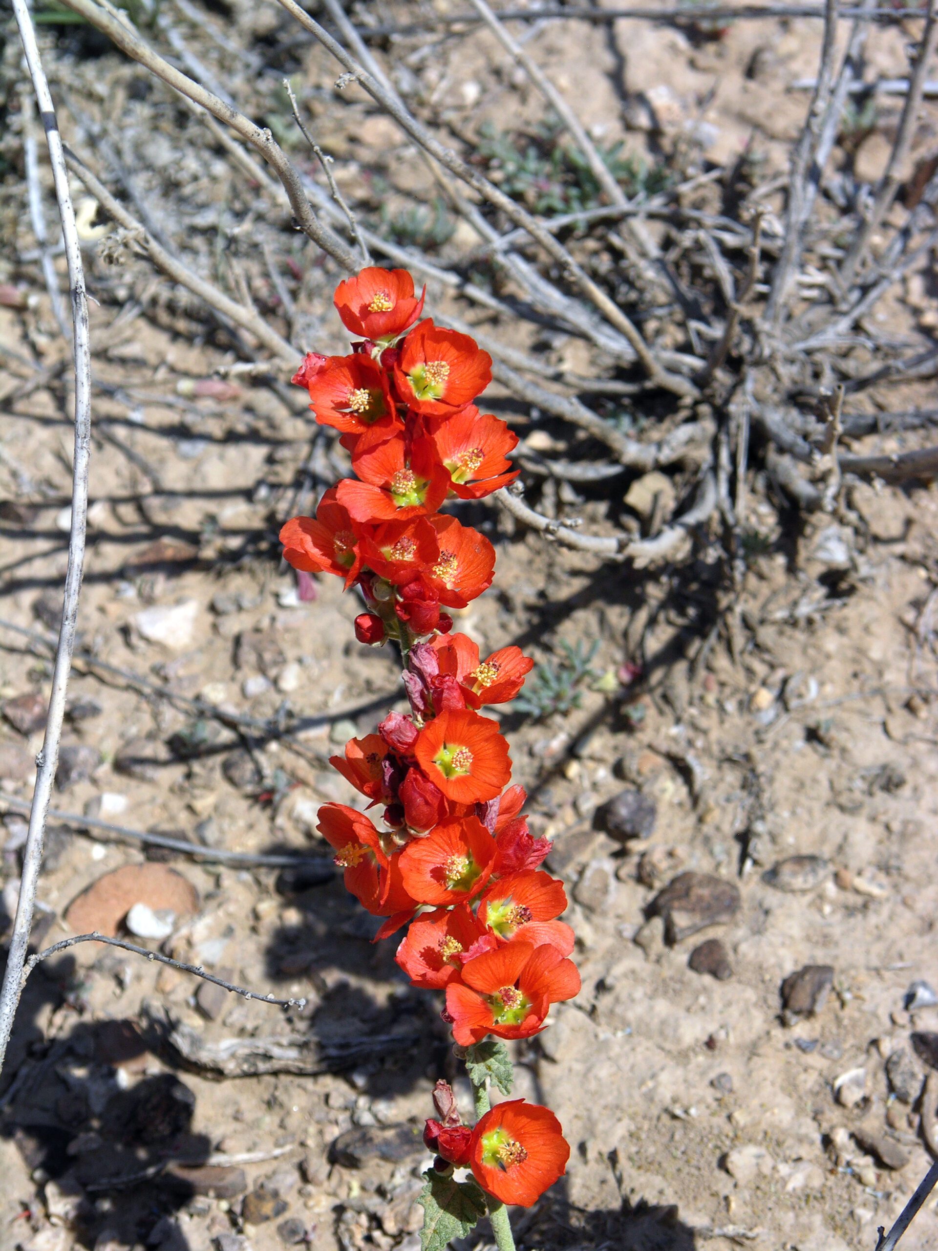 Small-leaf globemallow (Sphaeralcea parvifolia) | Western Forbs