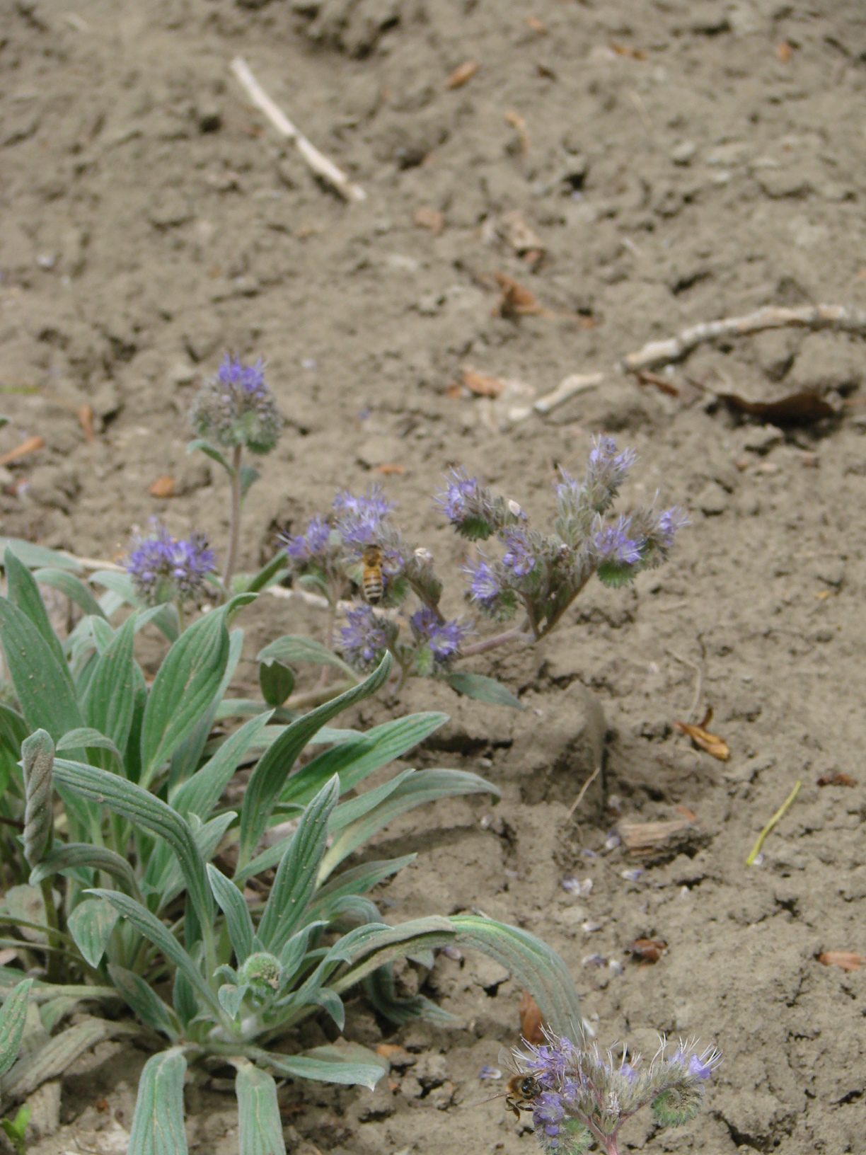 Silverleaf phacelia (Phacelia hastata) | Western Forbs