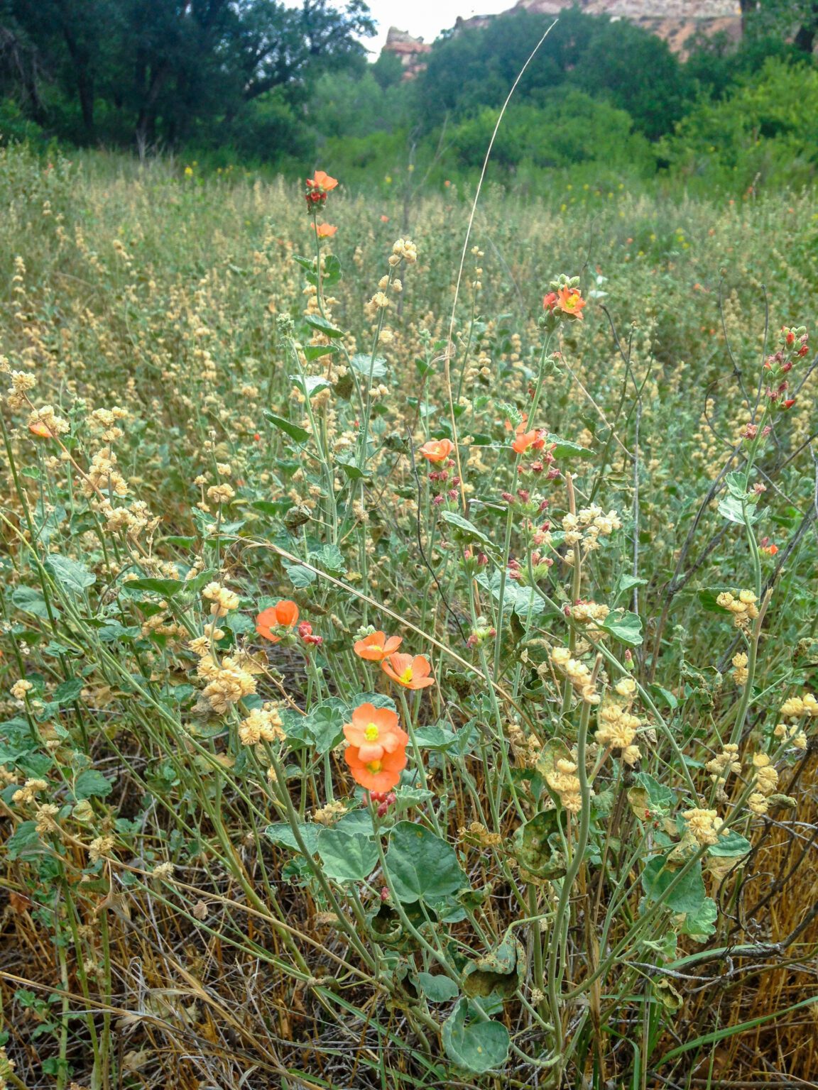 Scarlet globemallow (Sphaeralcea coccinea) | Western Forbs