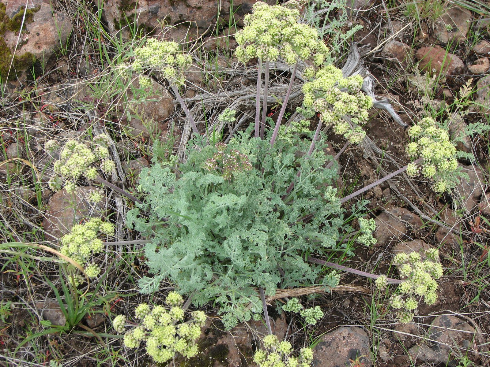 Bigseed biscuitroot (Lomatium macrocarpum) | Western Forbs
