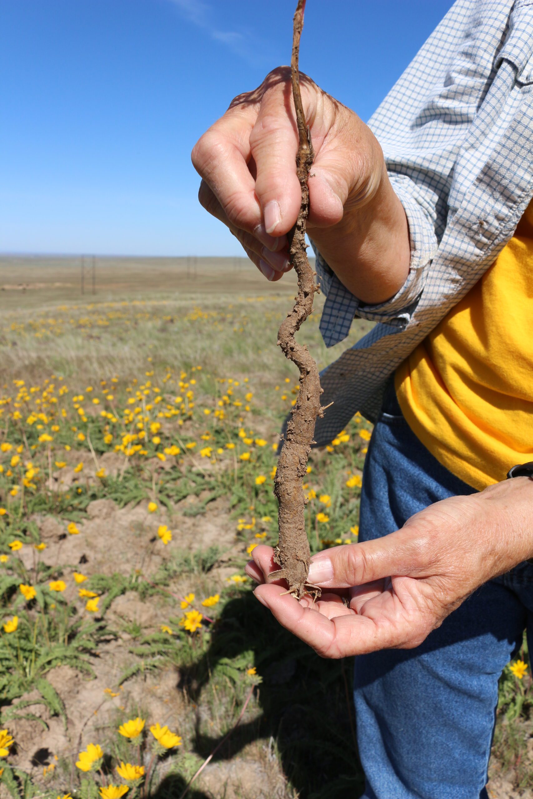 Bigseed biscuitroot (Lomatium macrocarpum) | Western Forbs