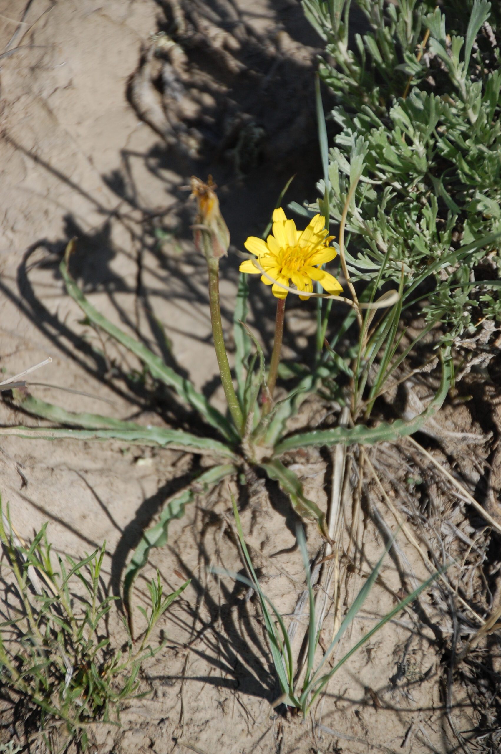 Pale agoseris (Agoseris glauca) | Western Forbs