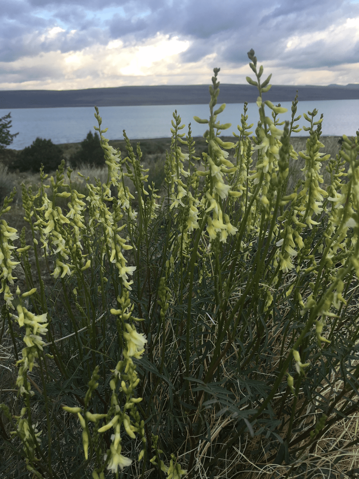 Basalt milkvetch (Astragalus filipes) | Western Forbs
